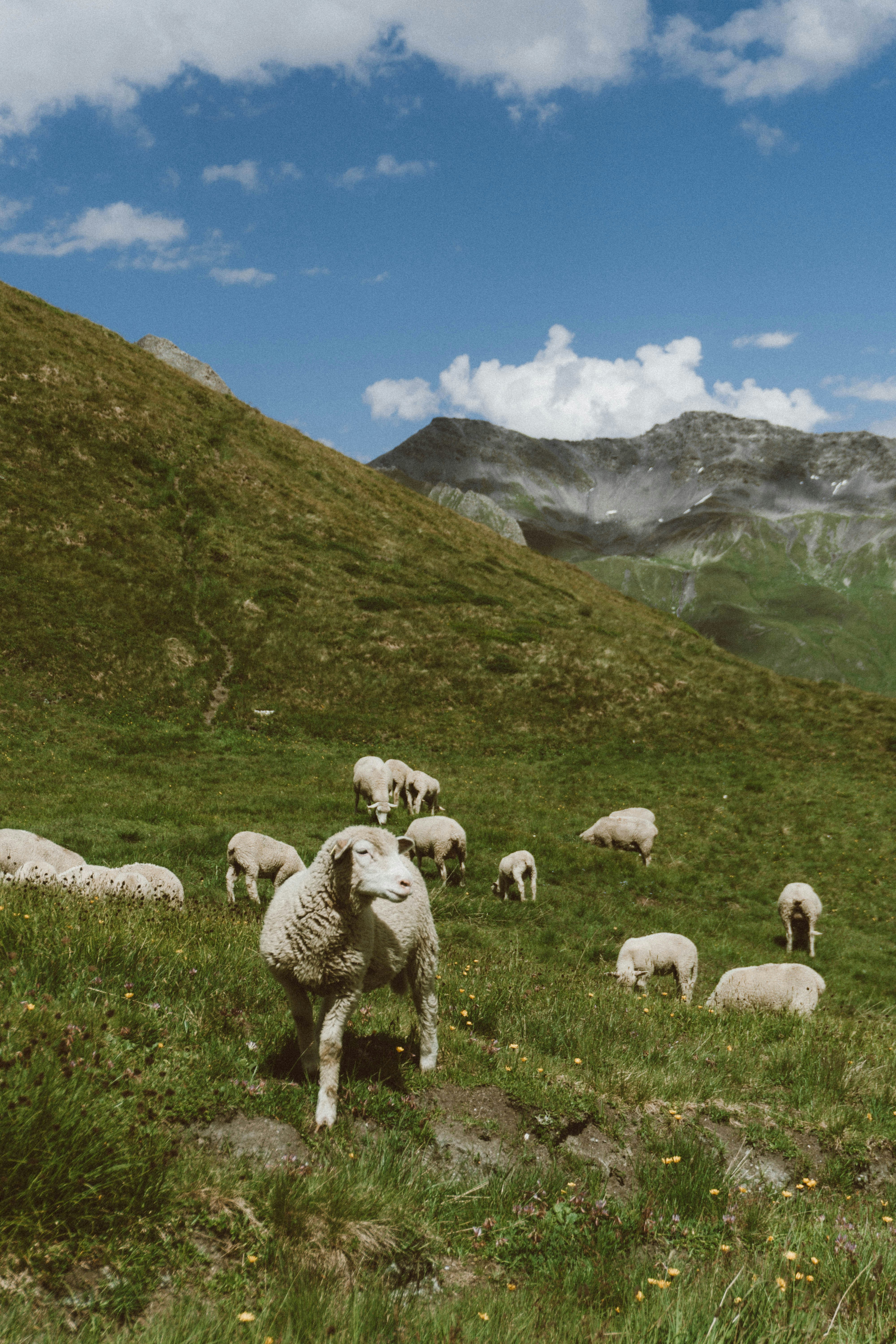 Sheep Grazing Pictures | Download Free Images on Unsplash