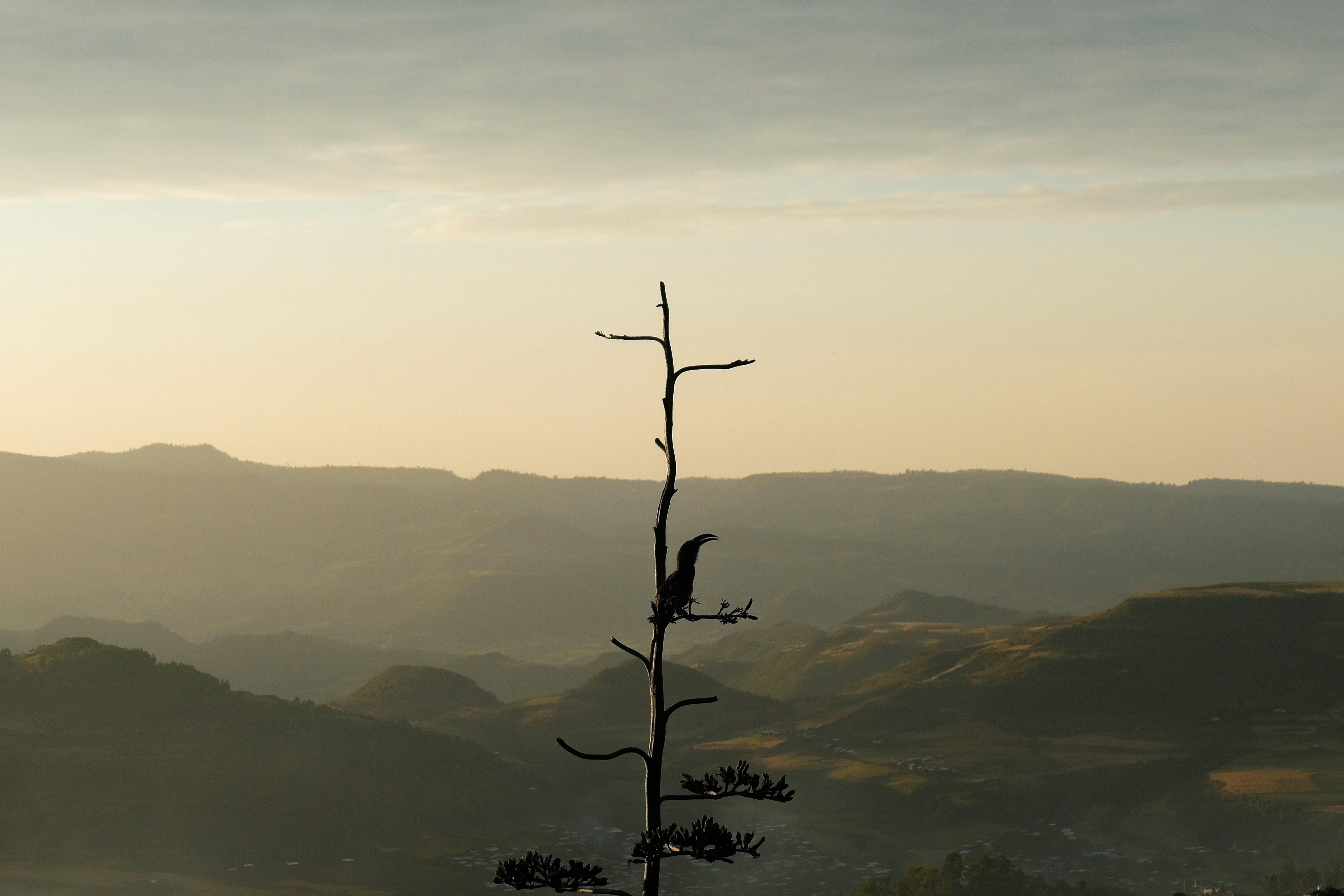 Lone Tree Silhouette Over a Quiet Canyon at Dusk