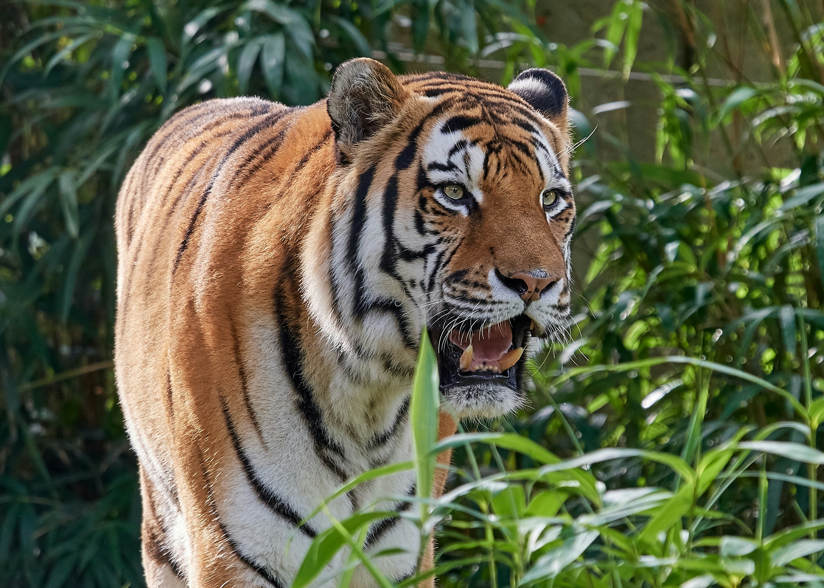 Tiger beside plants photo – Free Connecticut avenue northwest Image on ...