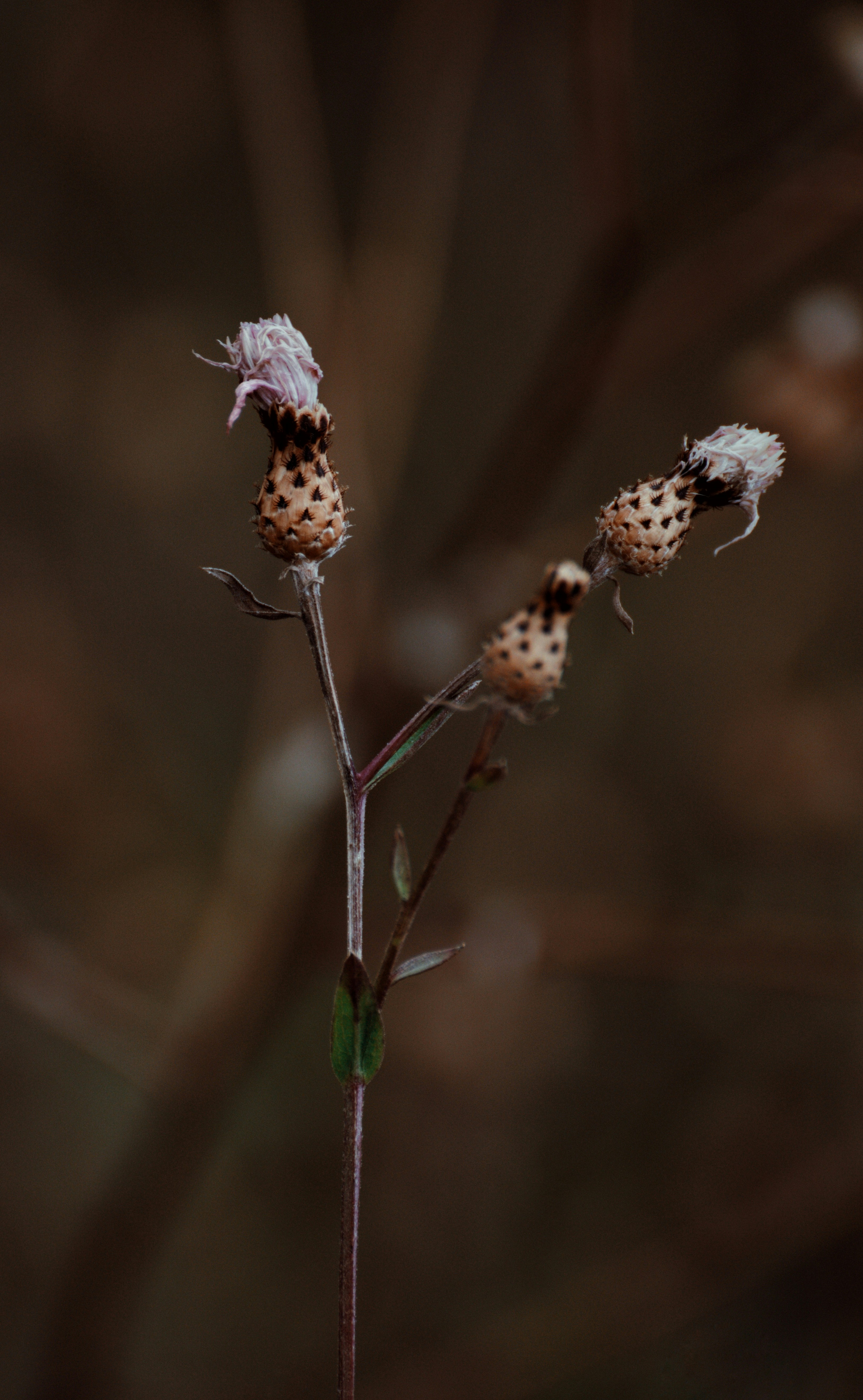 macro photography of plant