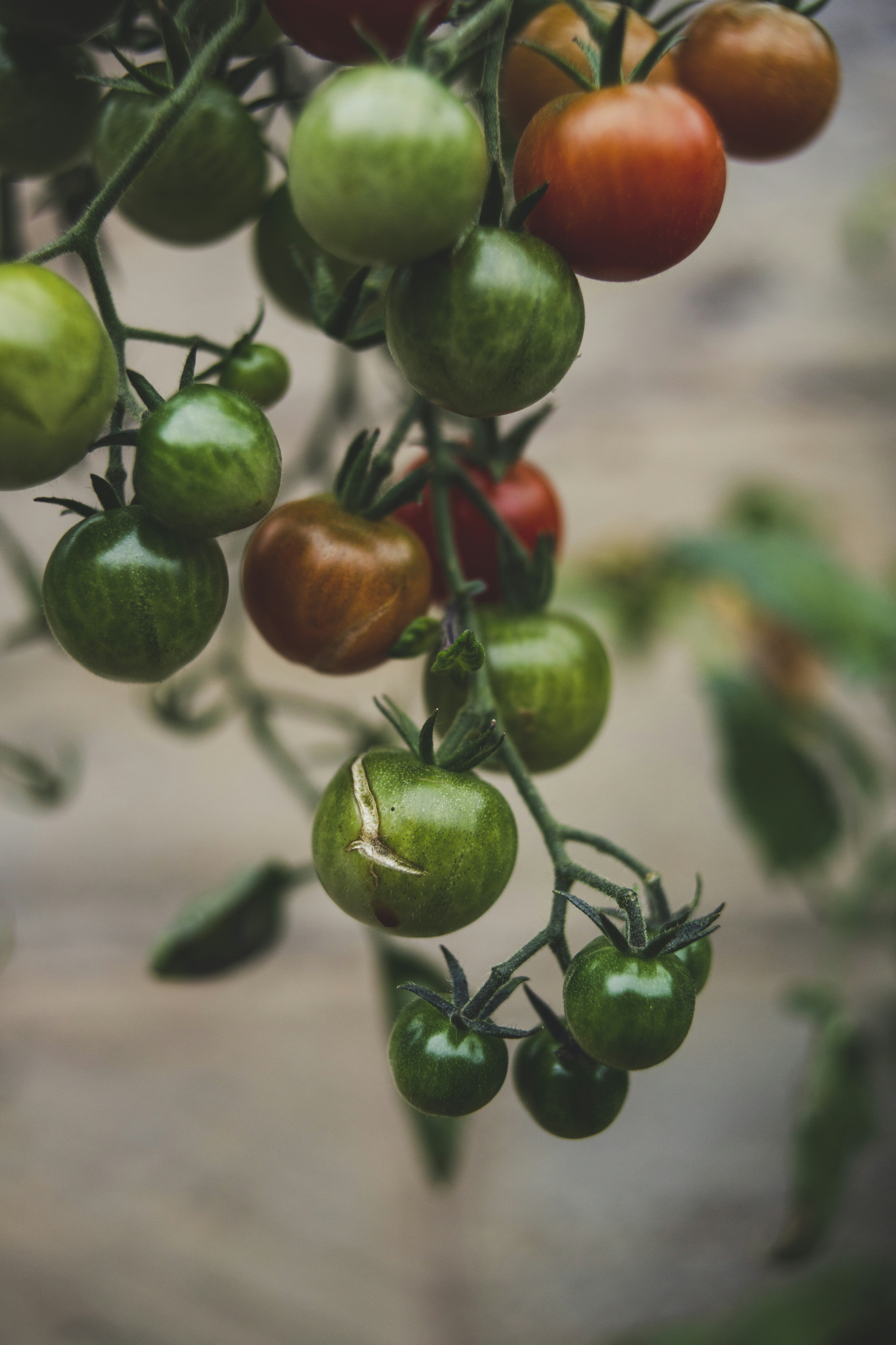 Cluster of vibrant tomatoes in various stages of ripeness, showcasing a blend of green, red, and yellow hues. Ideal for a gardening or culinary context.
