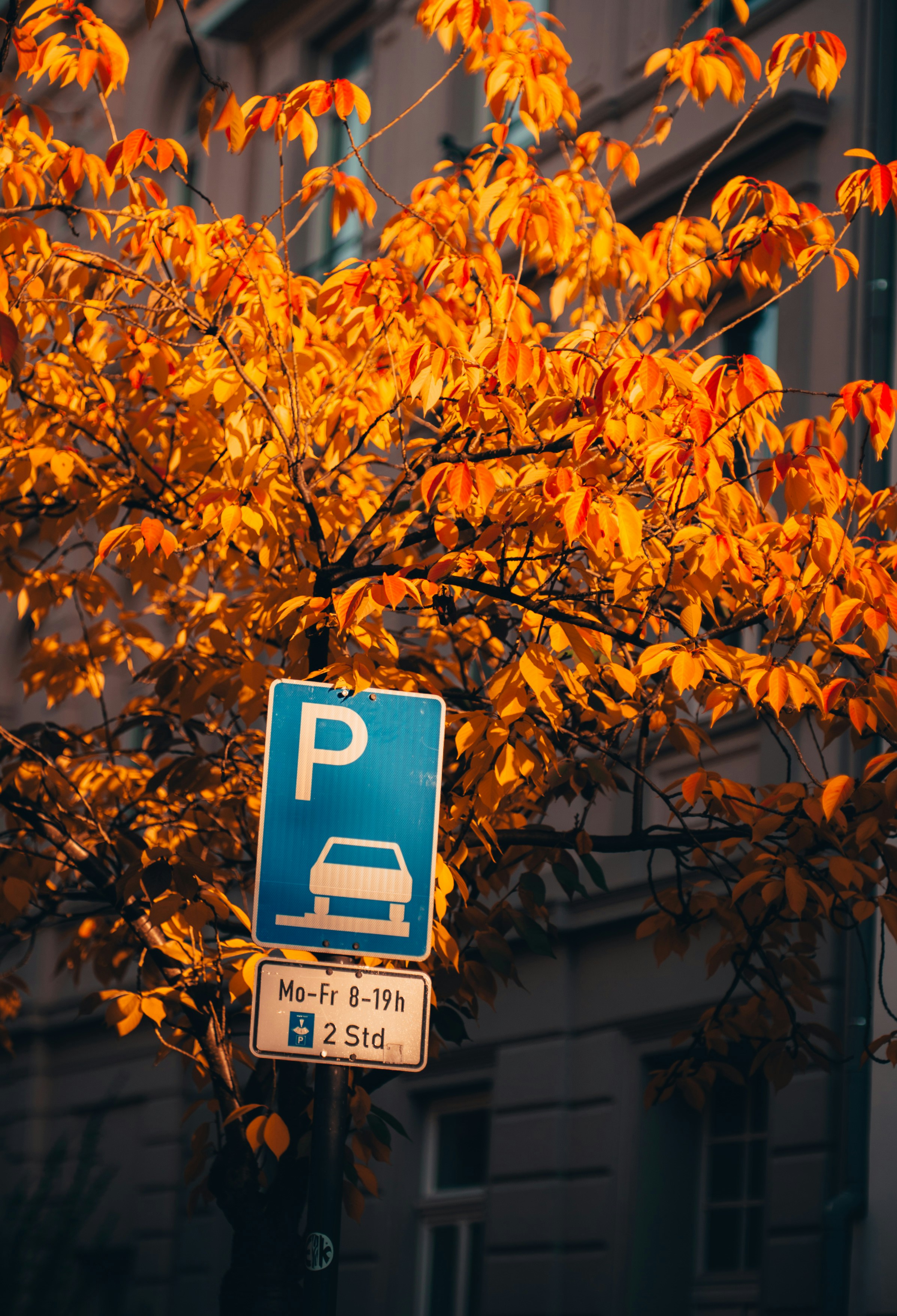 Vibrant autumn leaves frame a blue parking sign, highlighting the intersection of nature and urban life. The warm hues contrast with the cool tones of the sign.