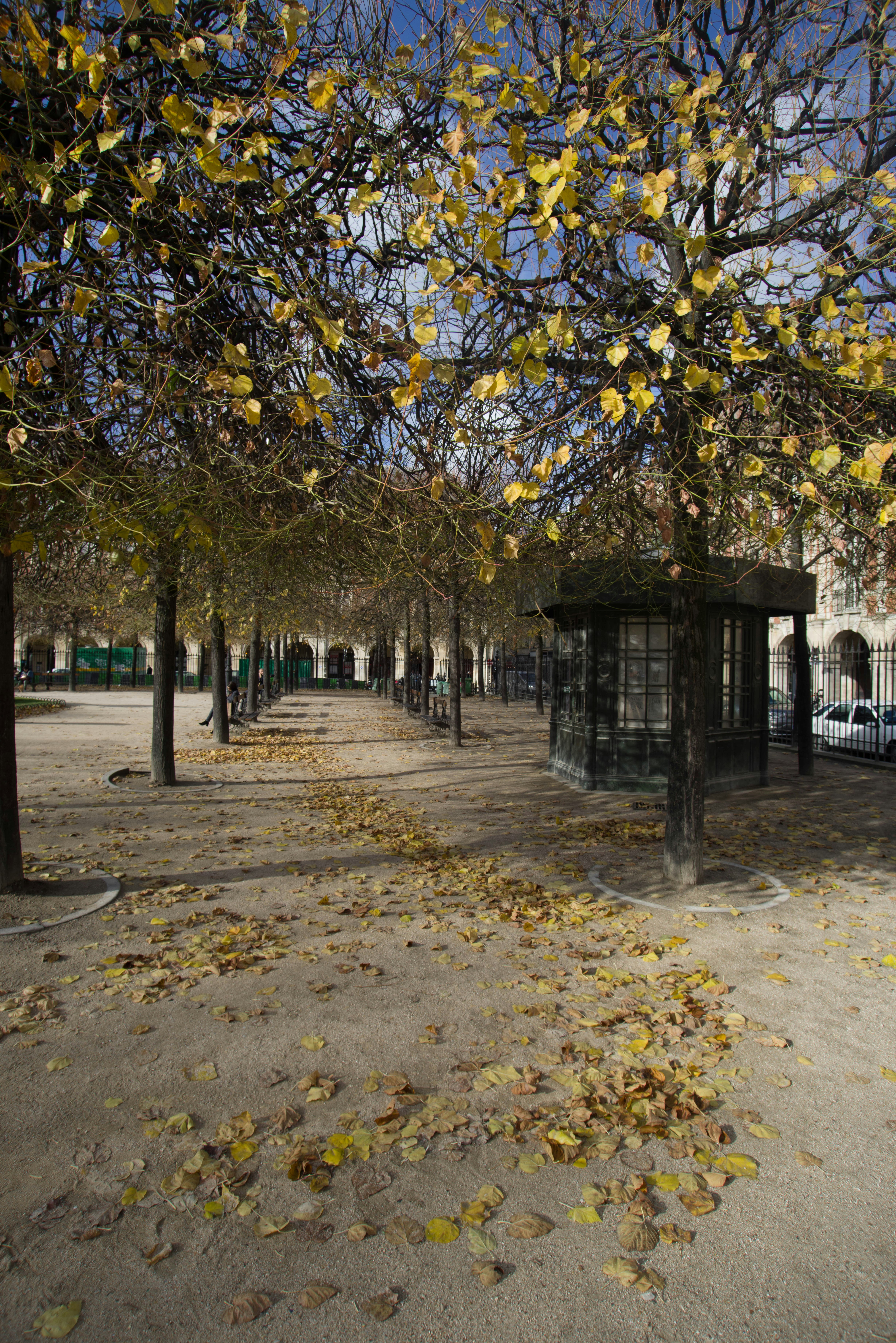 Photo of green trees and pathway photo – Free Path Image on Unsplash