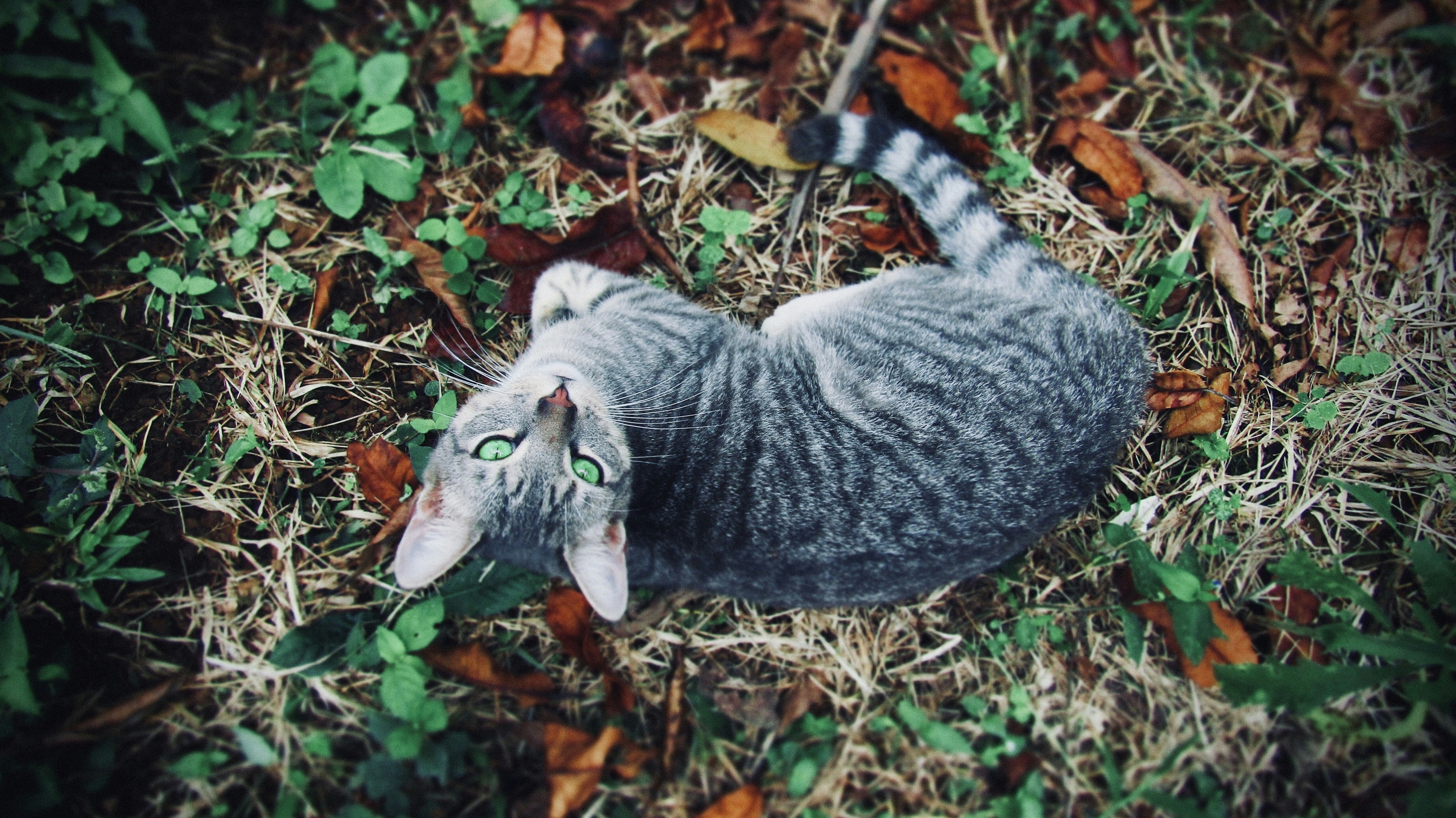 Gray tabby cat lounging on grass surrounded by fallen leaves, gazing upward with bright green eyes.