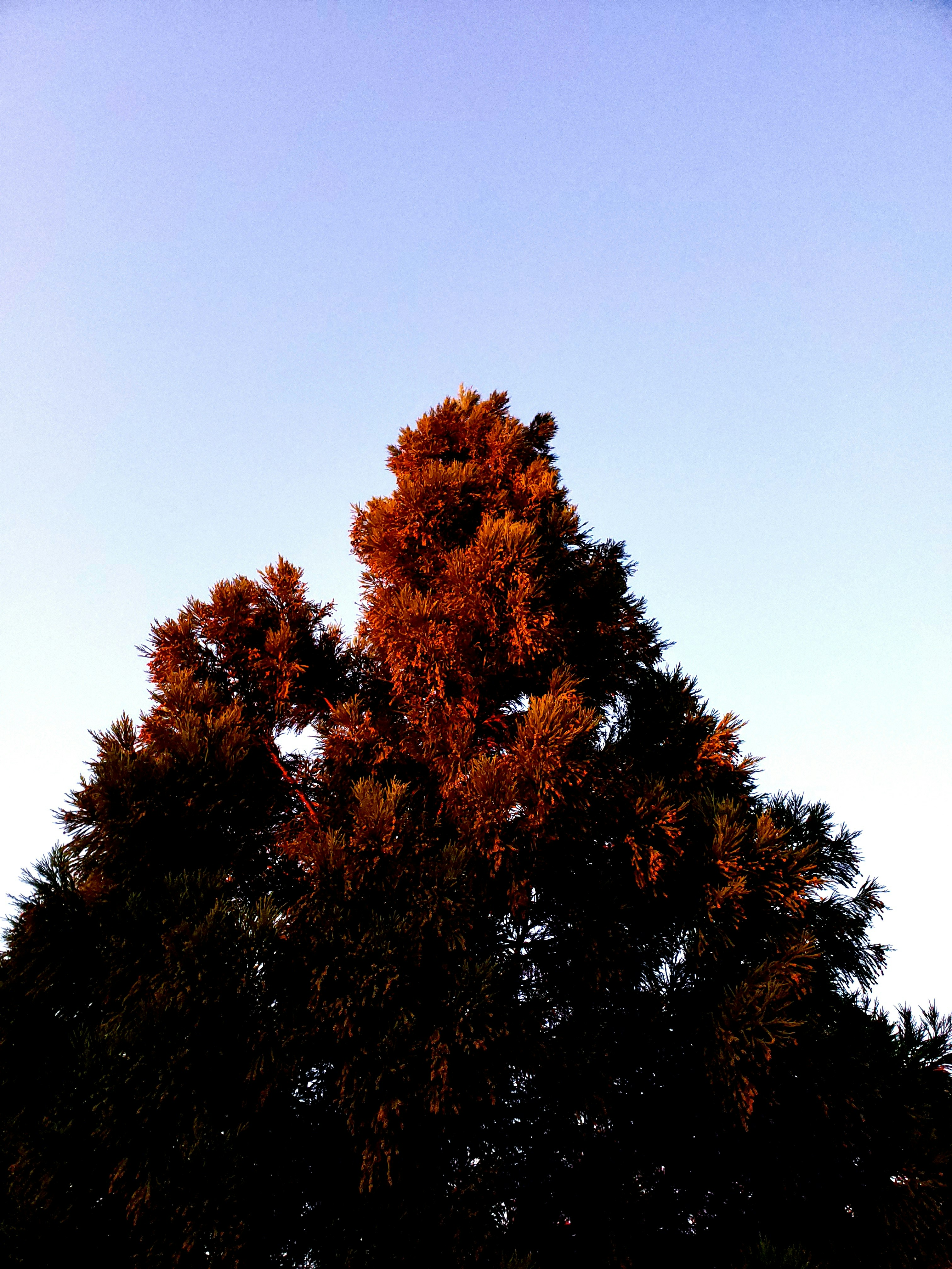 Tall pine tree silhouetted against a clear blue sky during sunset, highlighting its vibrant foliage. 