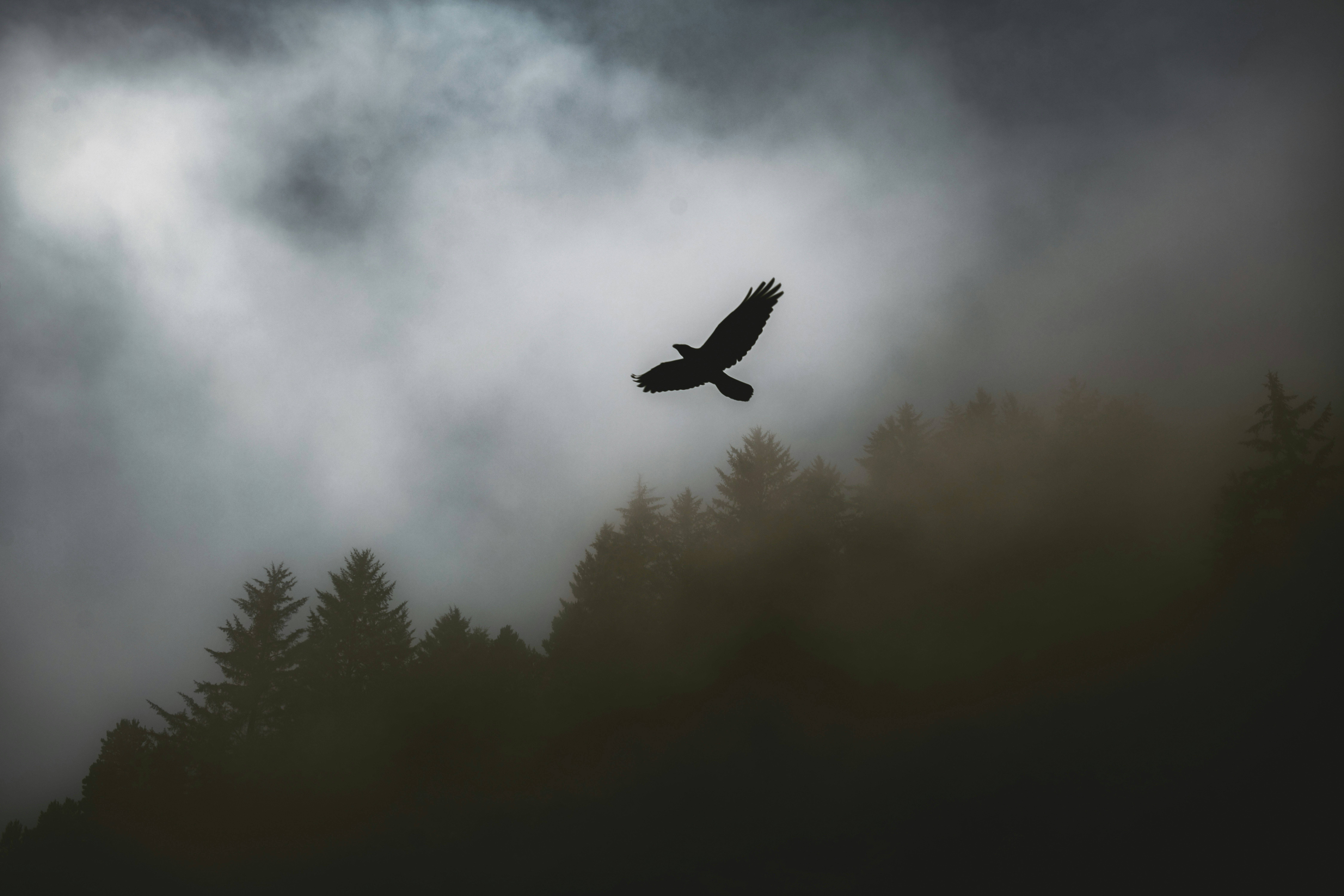 Midair silhouette: a lone hawk glides above a misty forest ridge