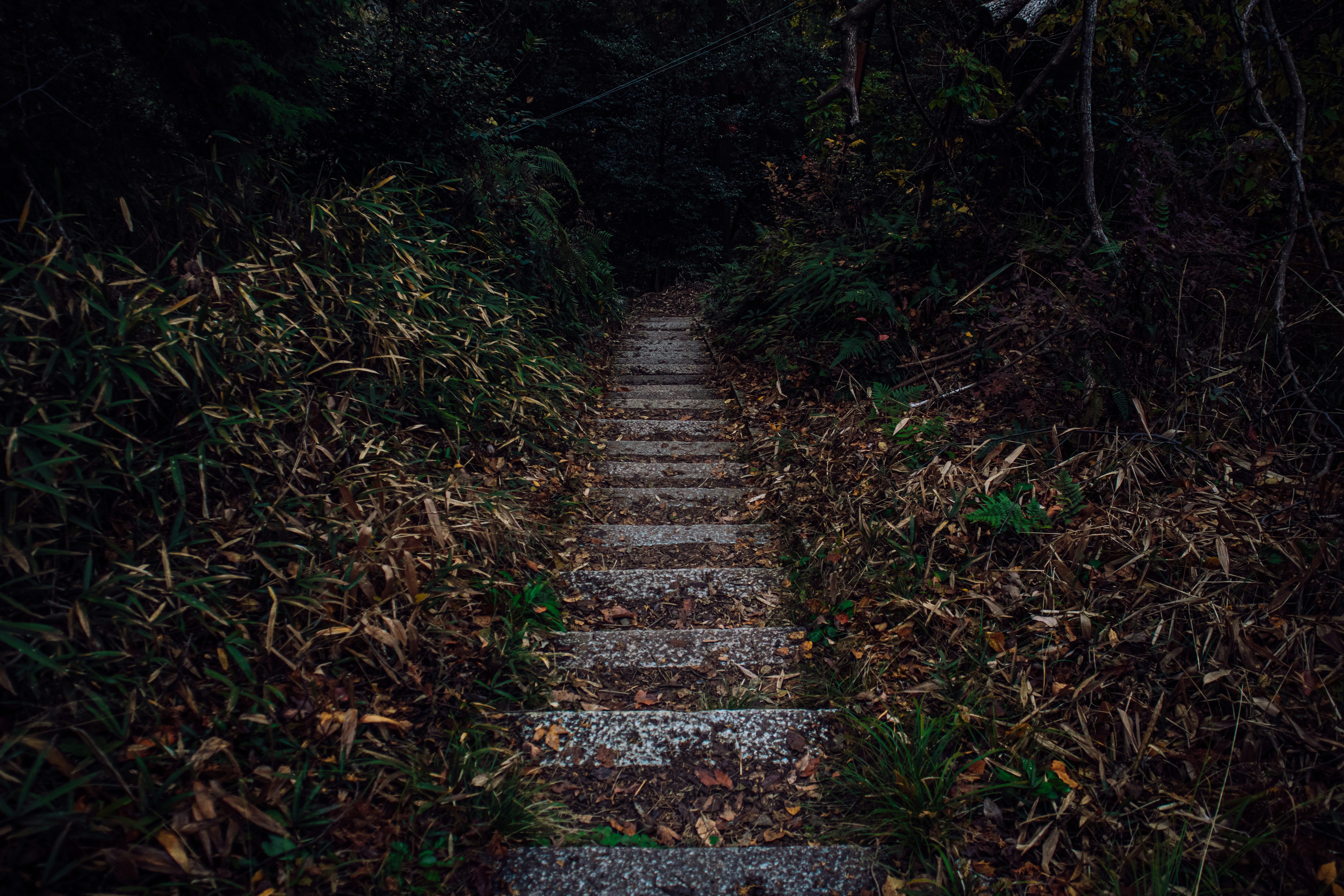 Stone steps descend through a forest path surrounded by dense foliage and fallen leaves.