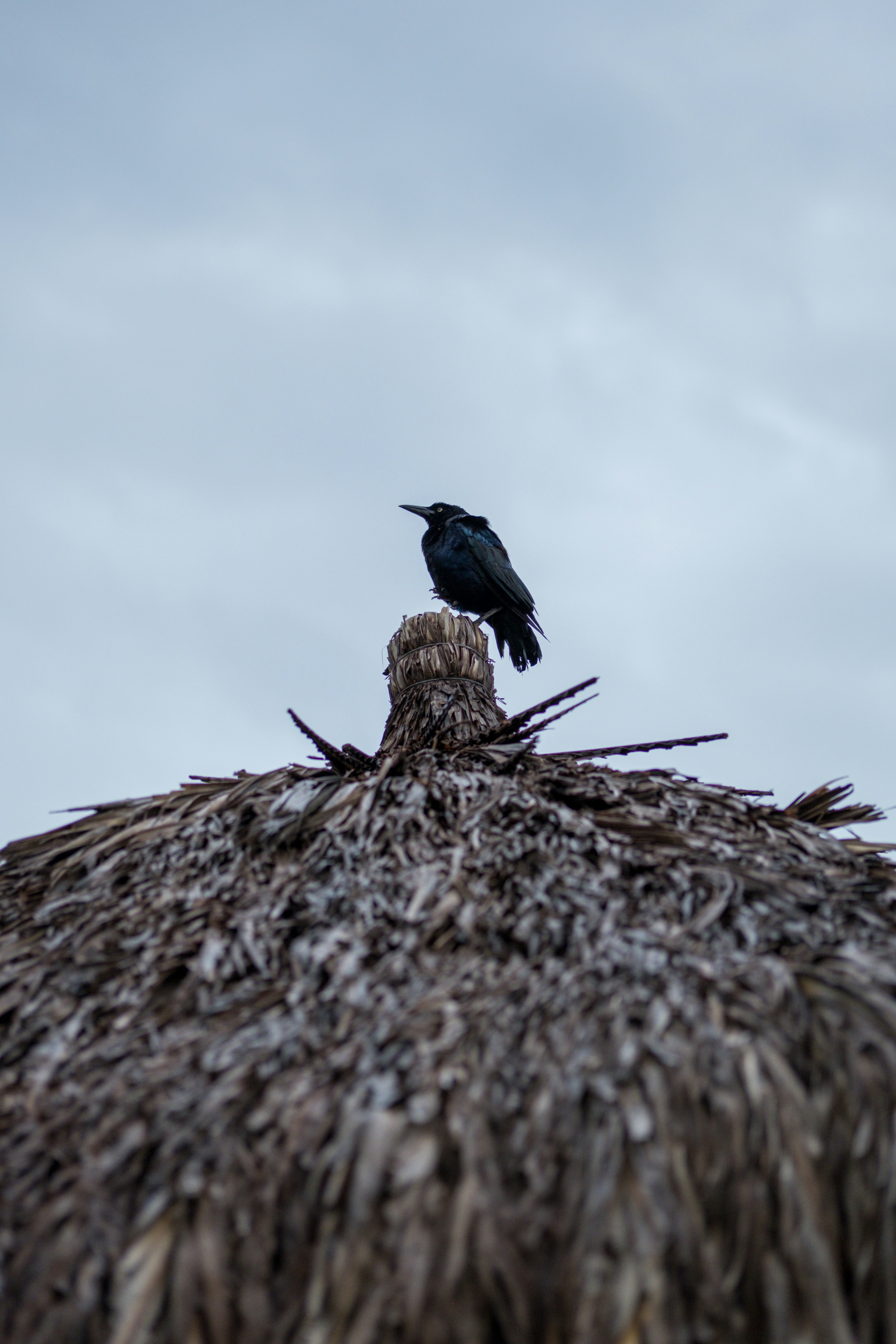 A black bird perched atop a thatched structure under an overcast sky.