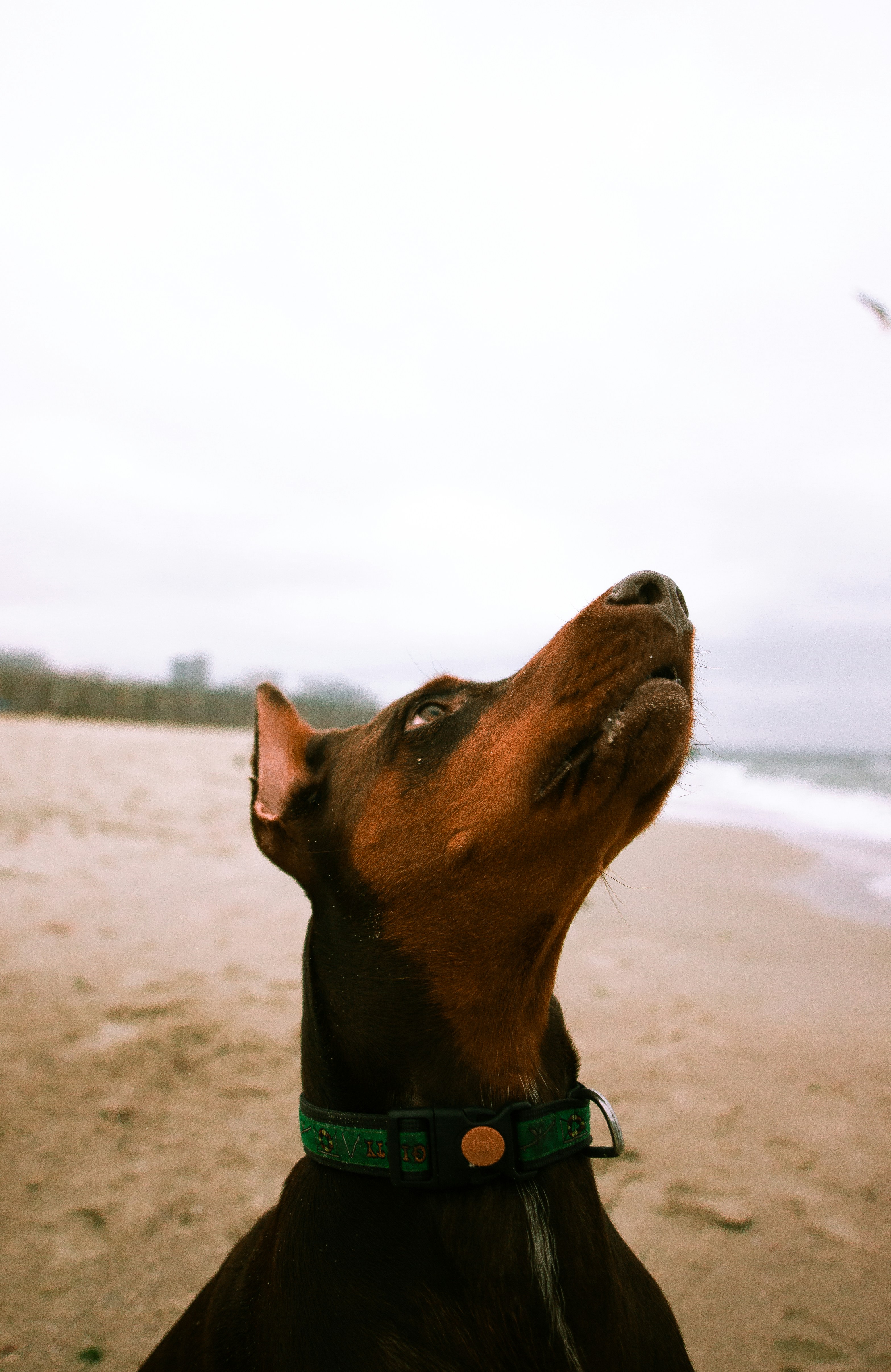 Skyward at the Shore: A copper-coated hound tilts its head toward the sea
