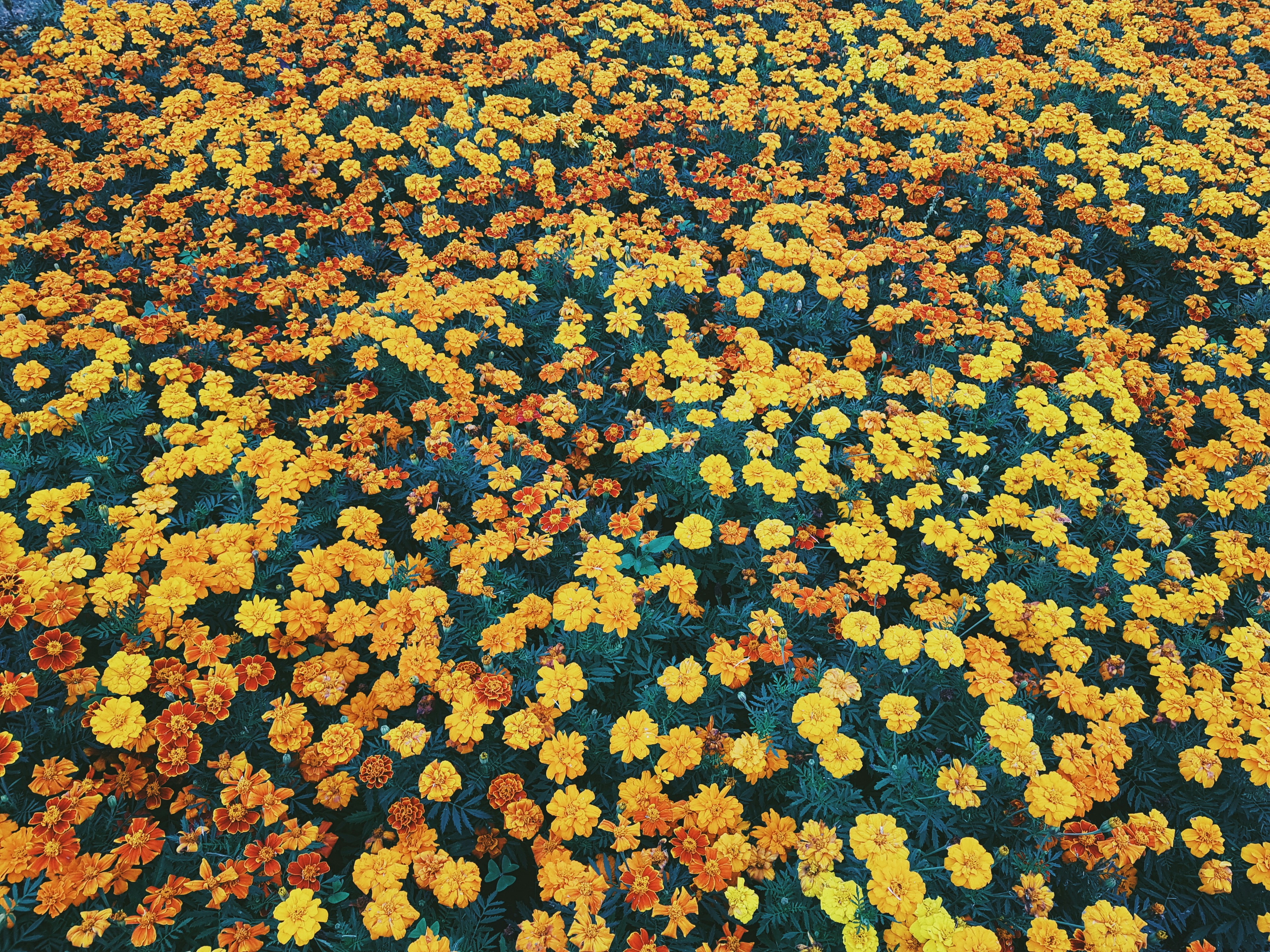Vibrant marigold flowers create a colorful tapestry across the ground, showcasing a rich blend of yellows and oranges.