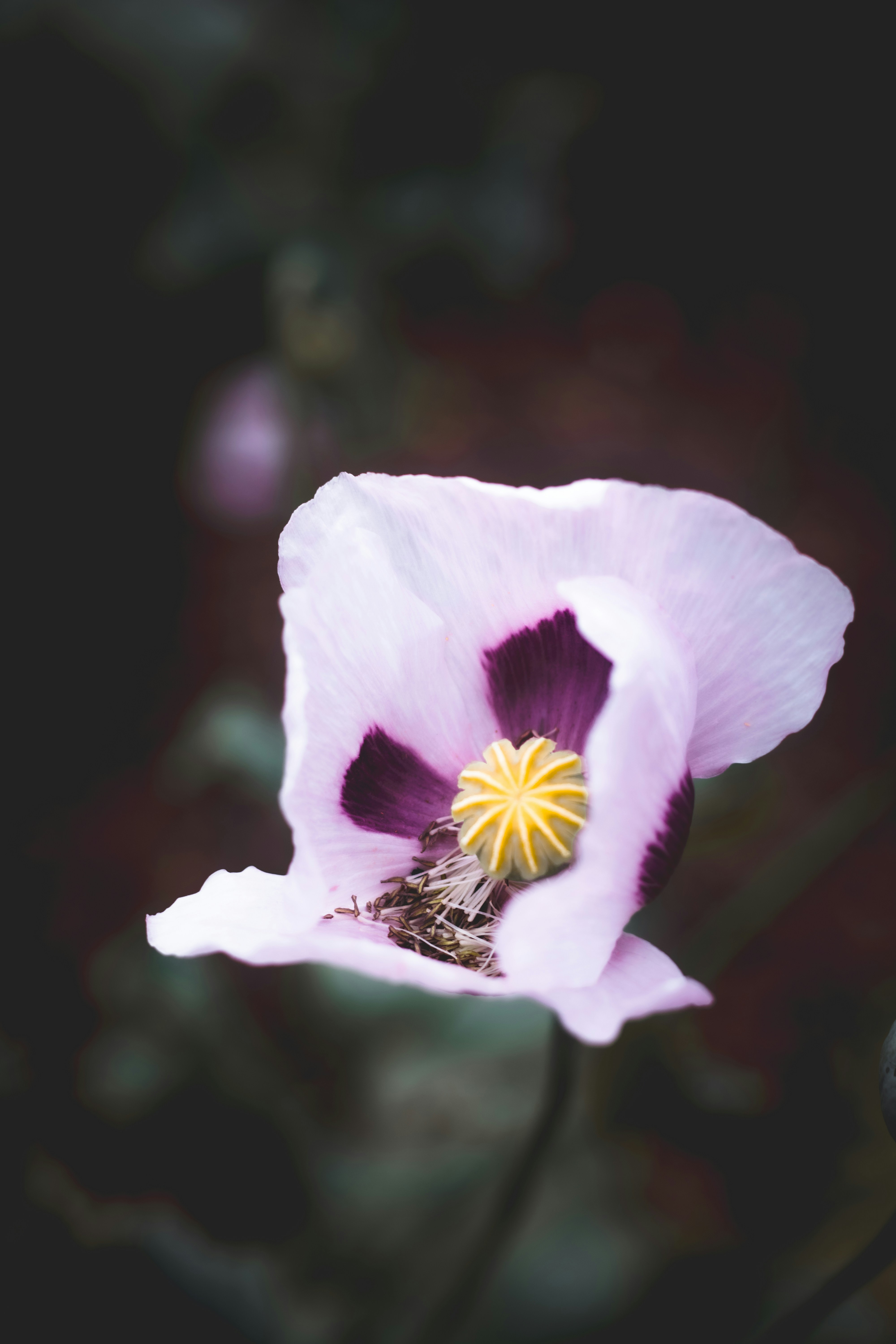 Crimson Heart within Pale Petals: A Close-Up Poppy Portrait
