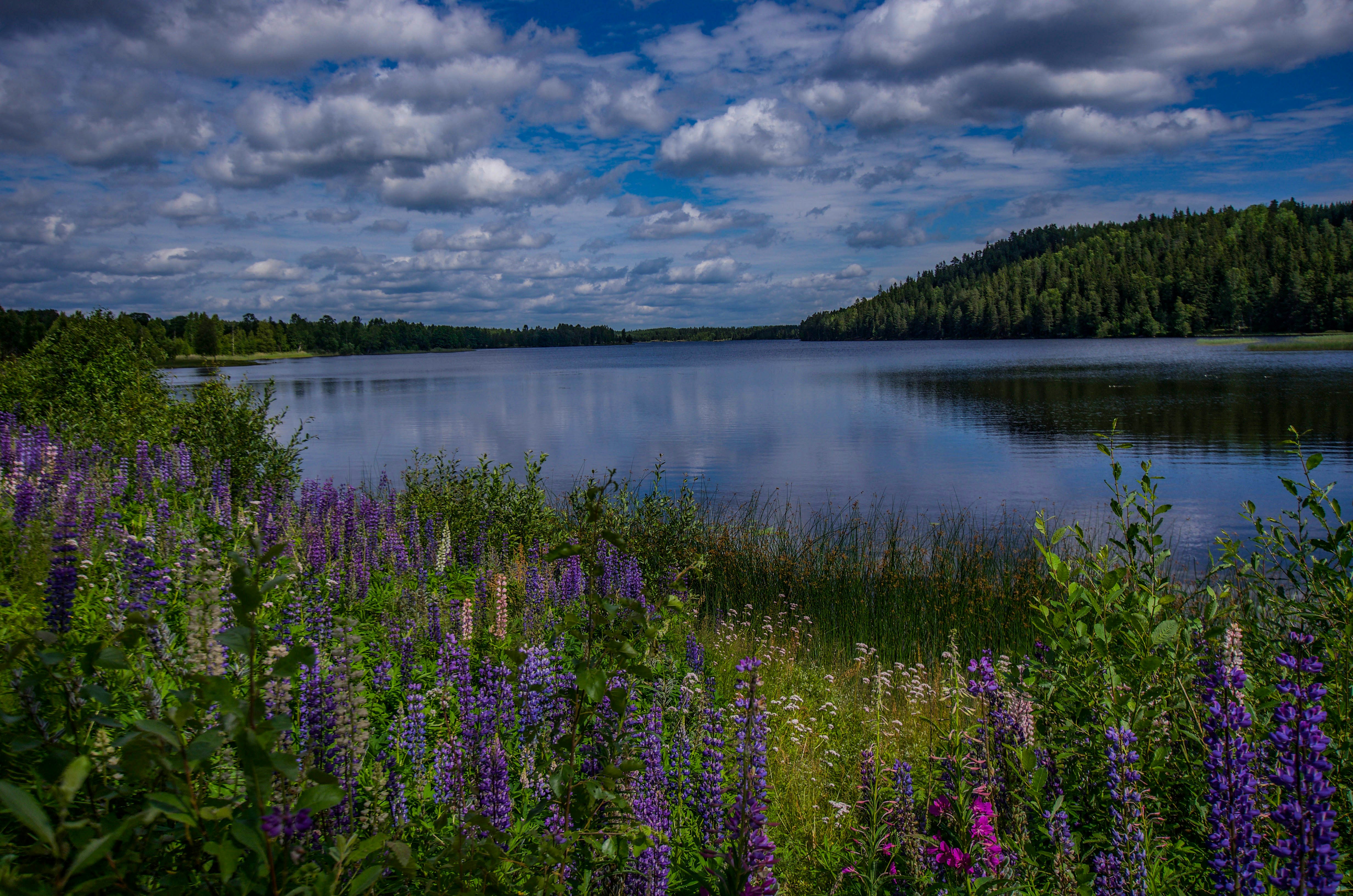 Flower Water Pictures | Download Free Images on Unsplash