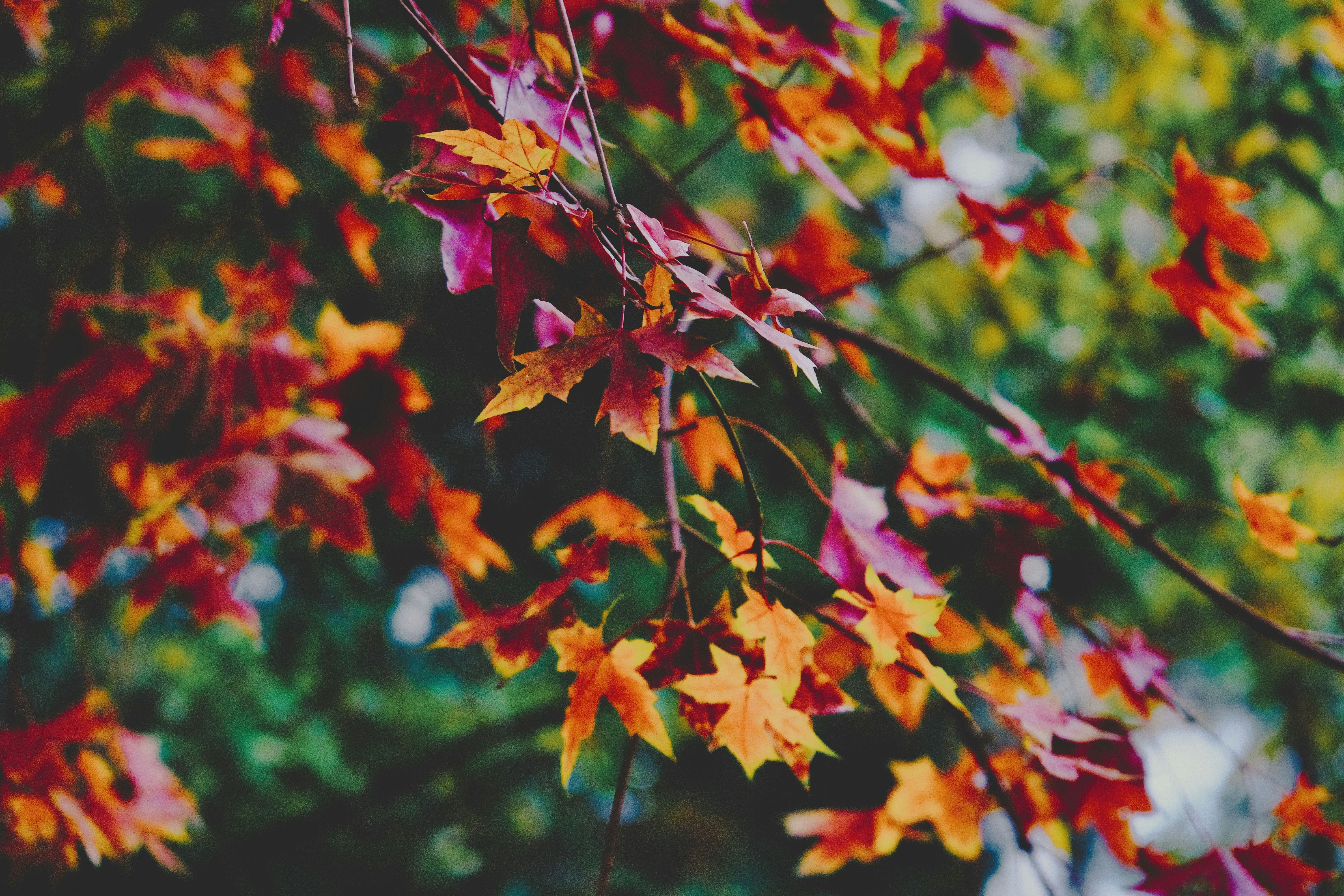 Photo of Maple tree photo – Free Nature Image on Unsplash