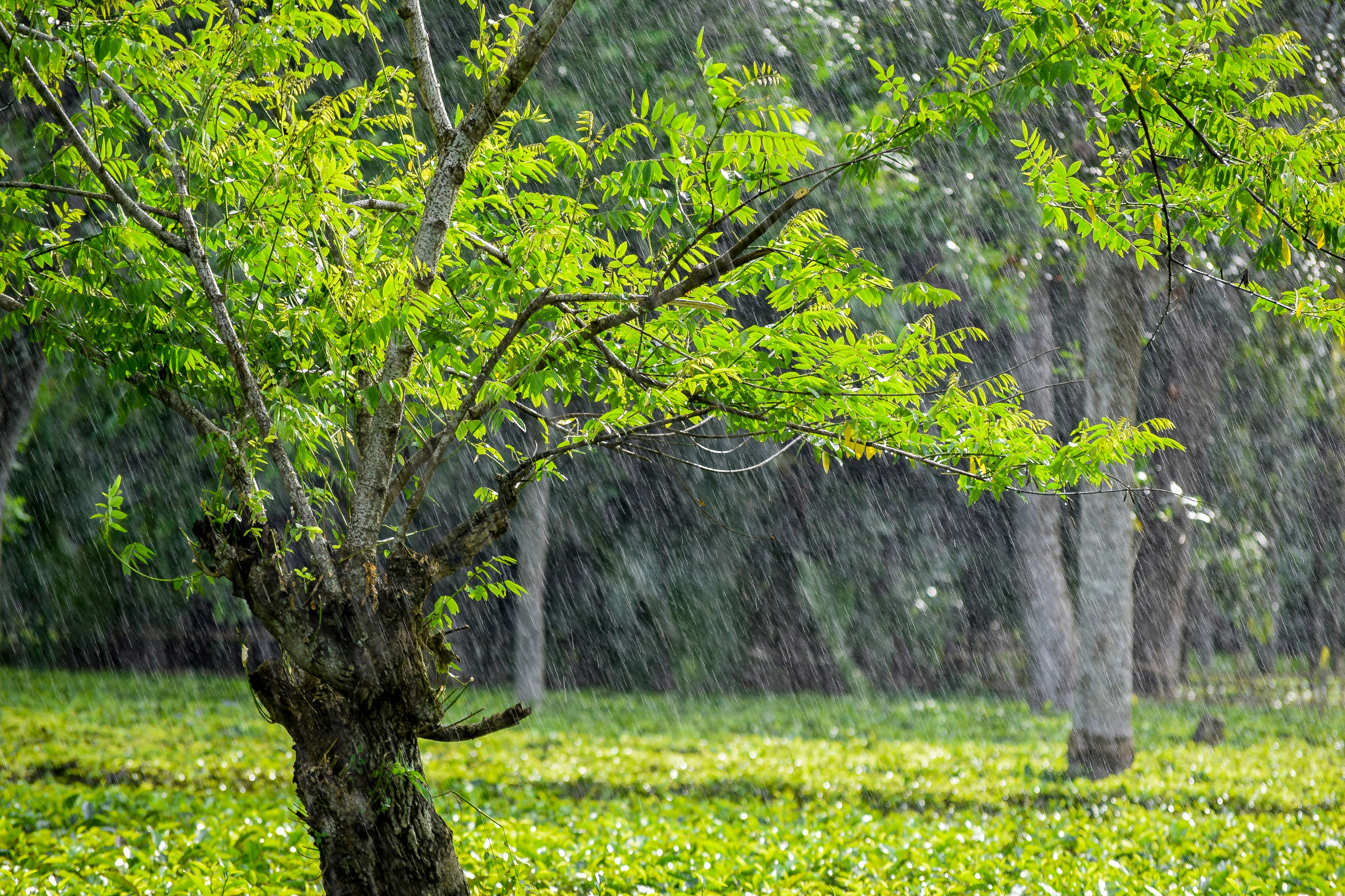 Rain pouring over green-leafed tree photo – Free Assam Image on Unsplash