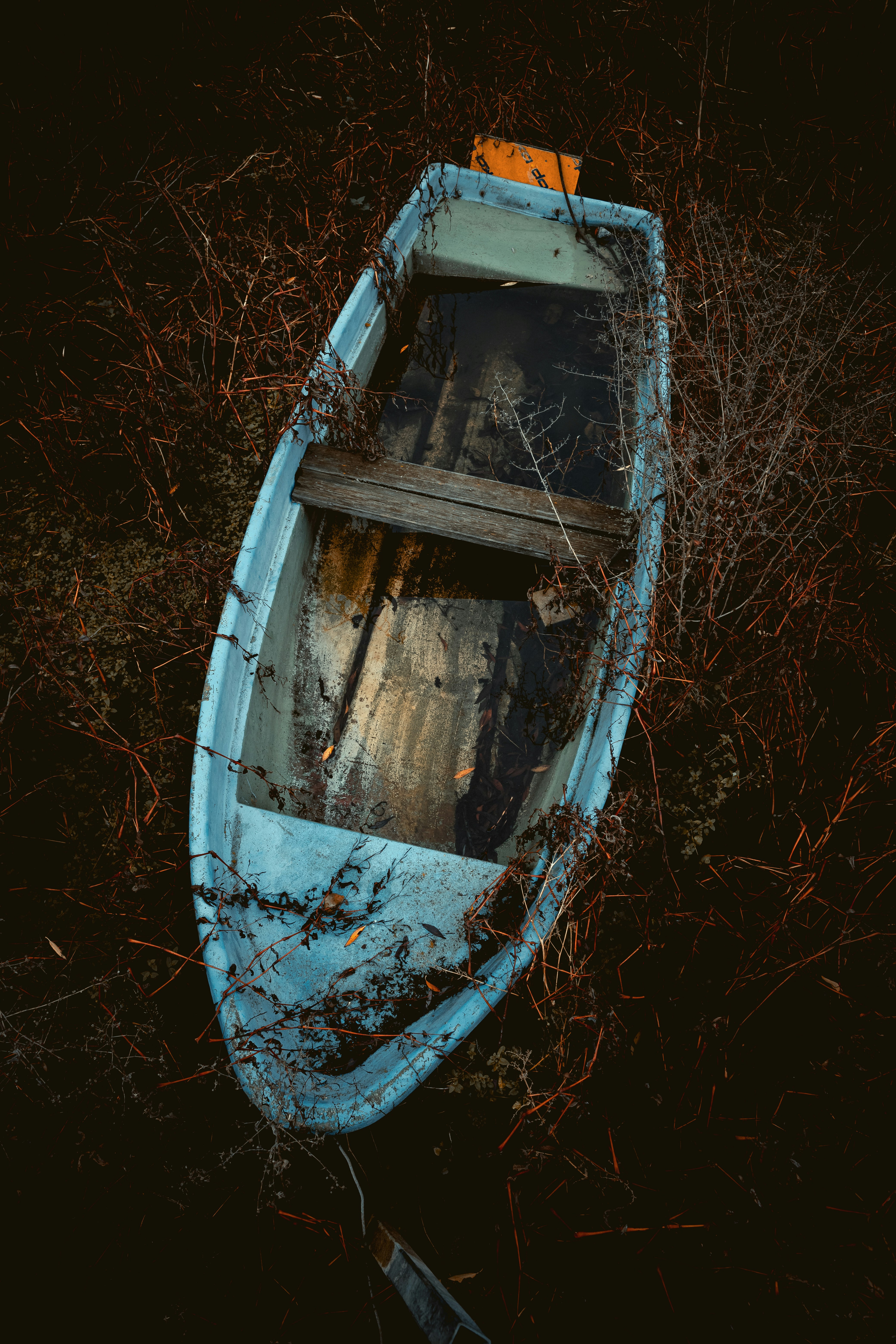 Nightfall's Blue Drifter: An Abandoned Rowboat Entwined in Tangled Brush