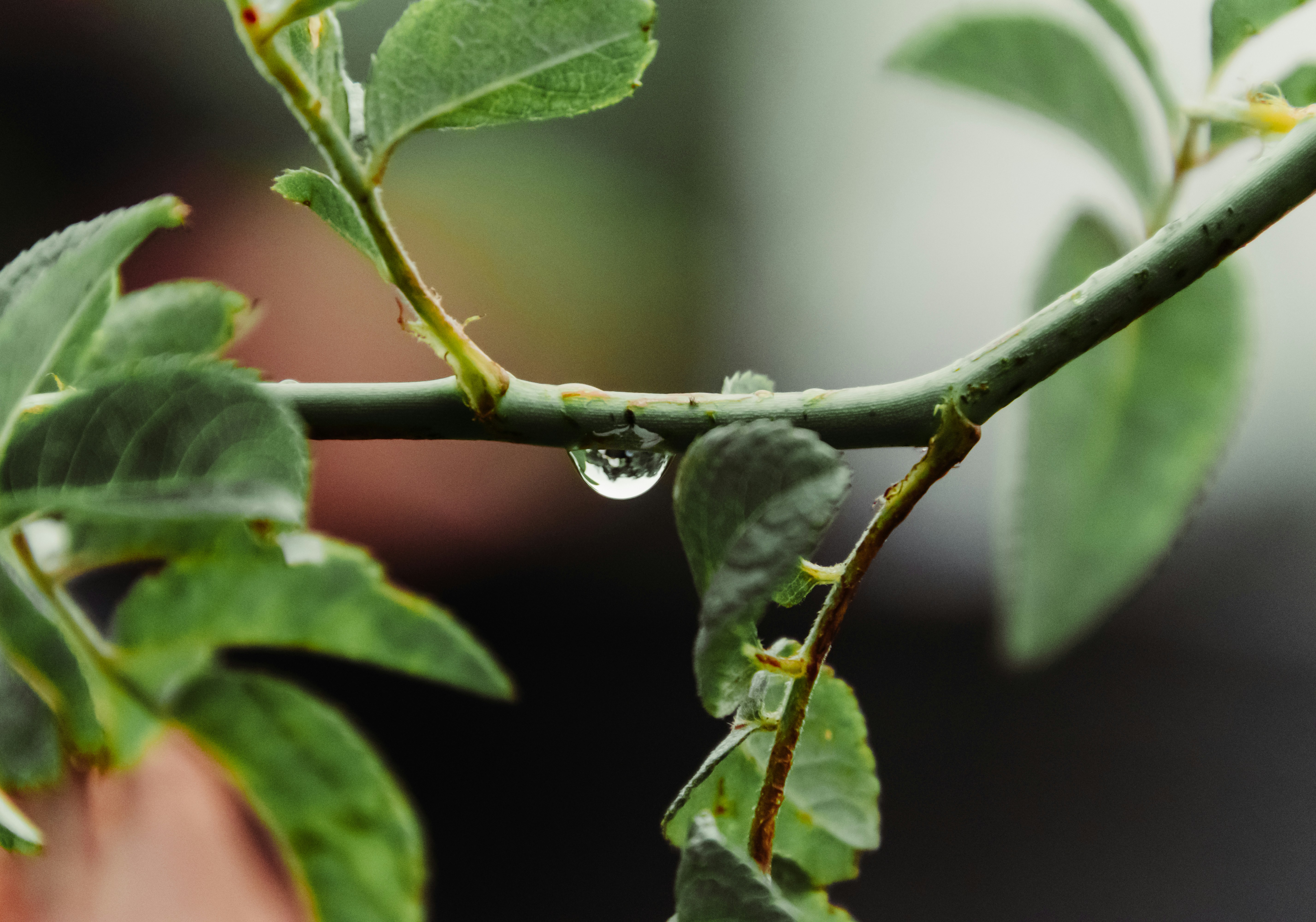 Dew Prism: A Single Droplet on a Twig
