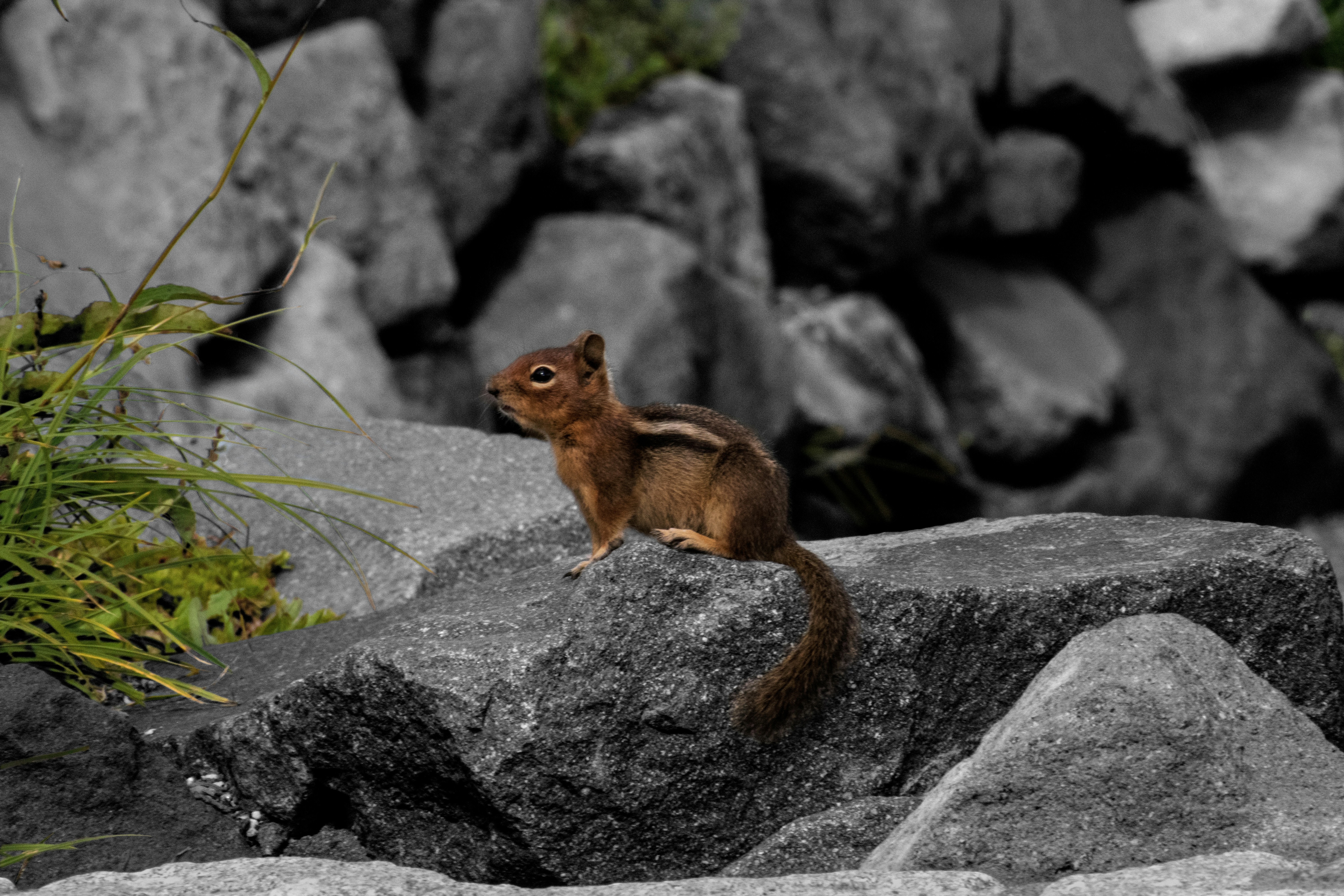 Granite Ridge Pause: A Brown Squirrel on Weathered Rocks