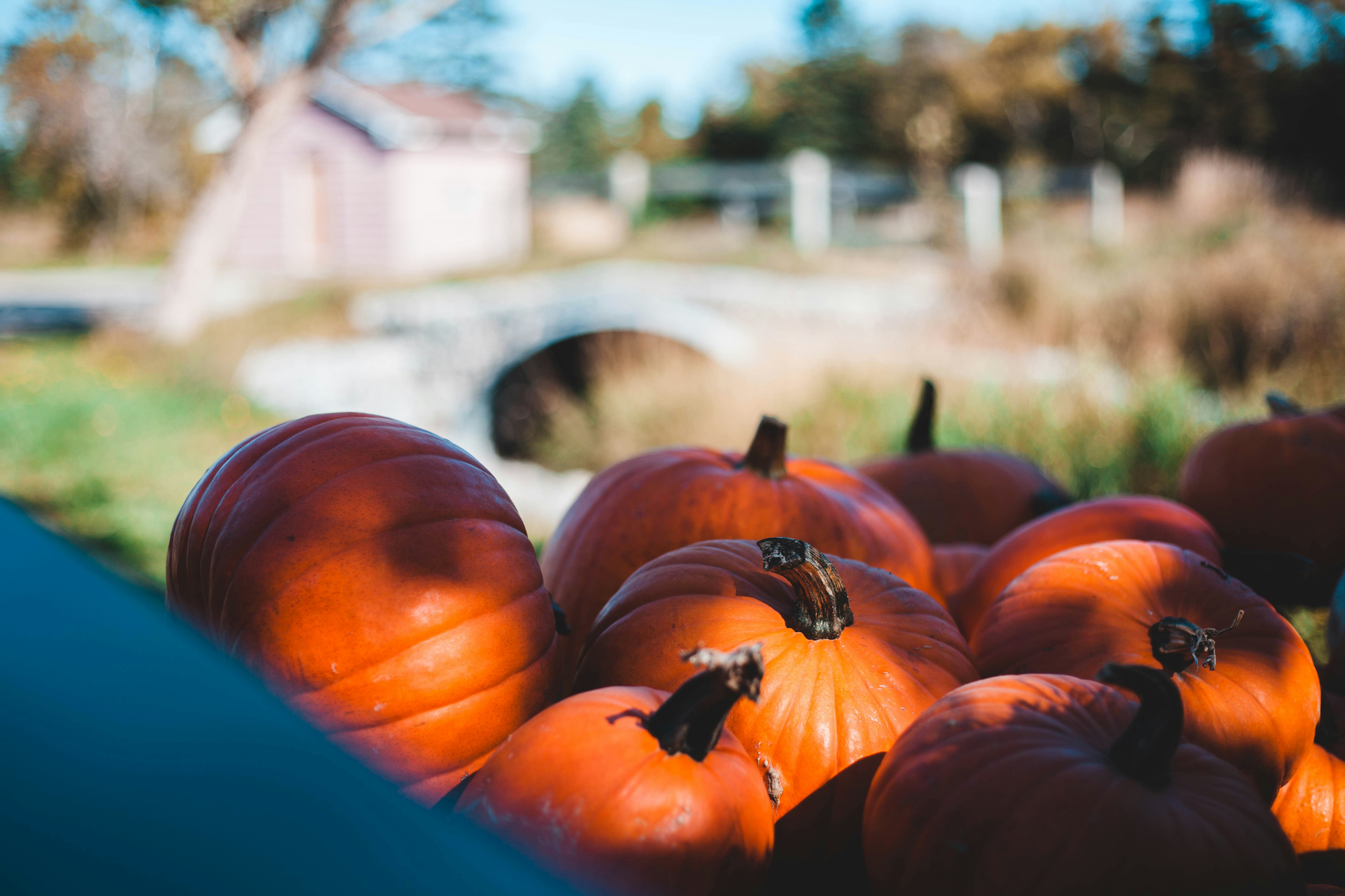 Pumpkin Tide on a Sunlit Car Hood
