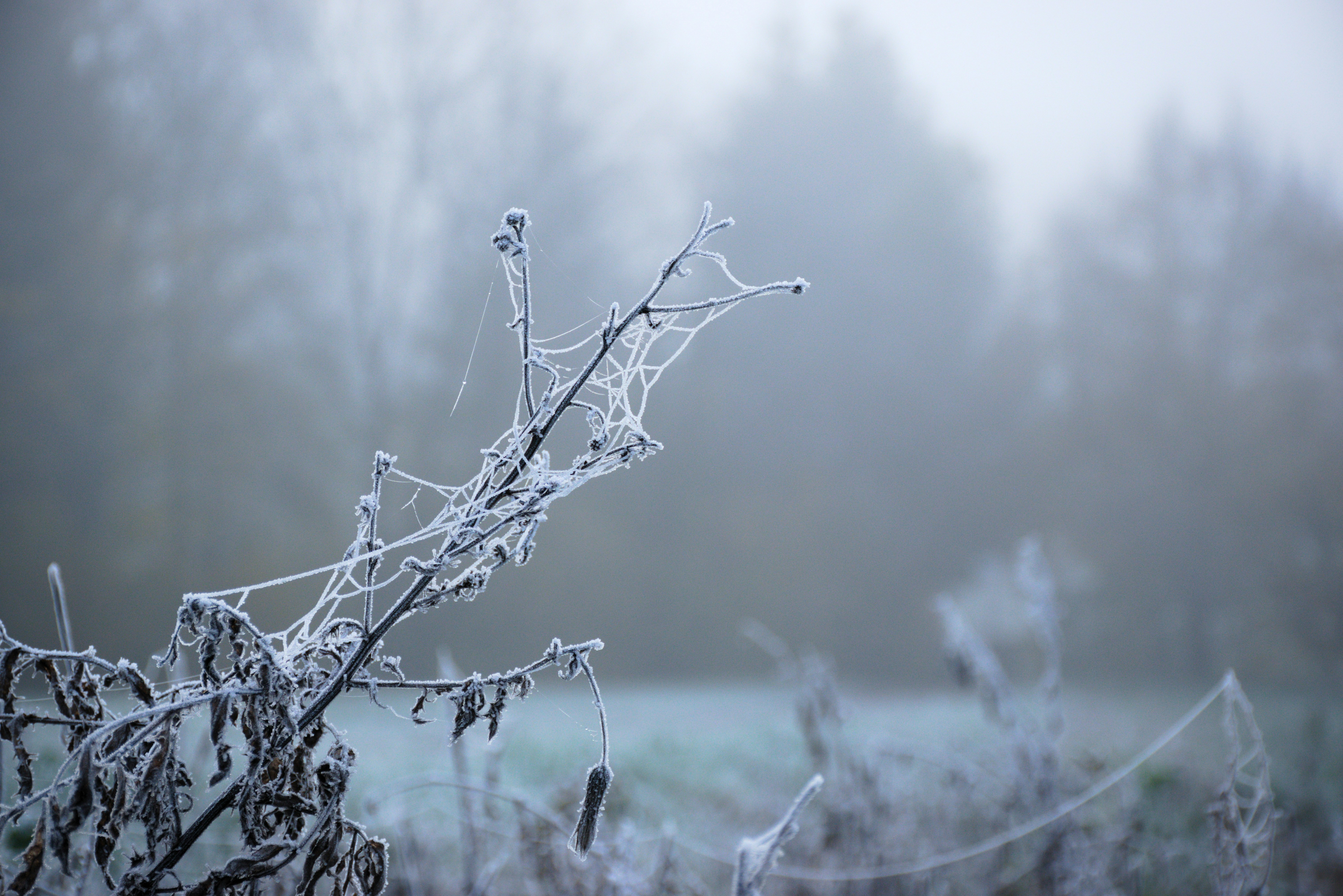 Frozen Wiire: Frosted tendrils cling to a desolate branch at dawn