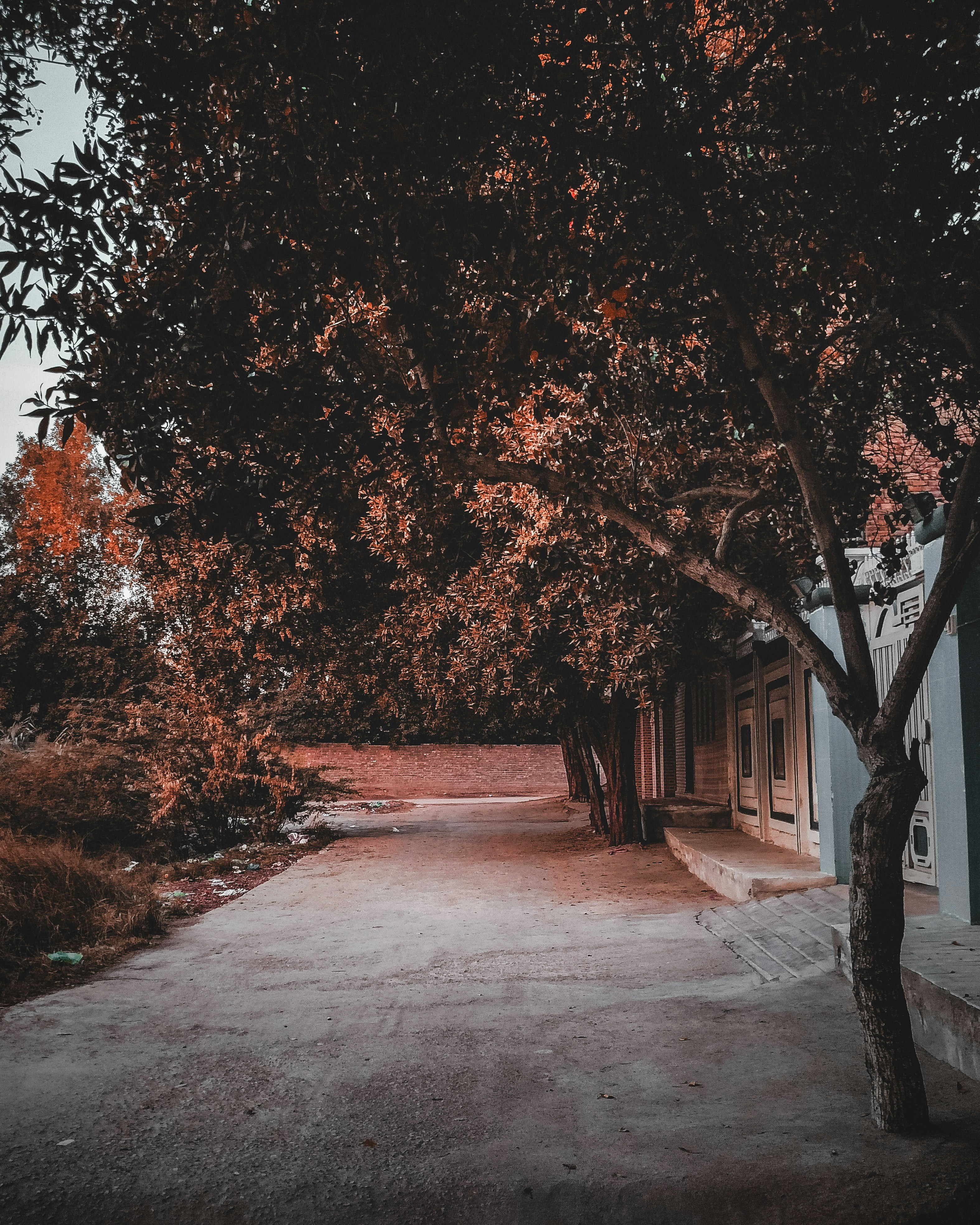A serene pathway shaded by a lush tree, with warm autumn hues enveloping the scene. The quiet ambiance invites contemplation.