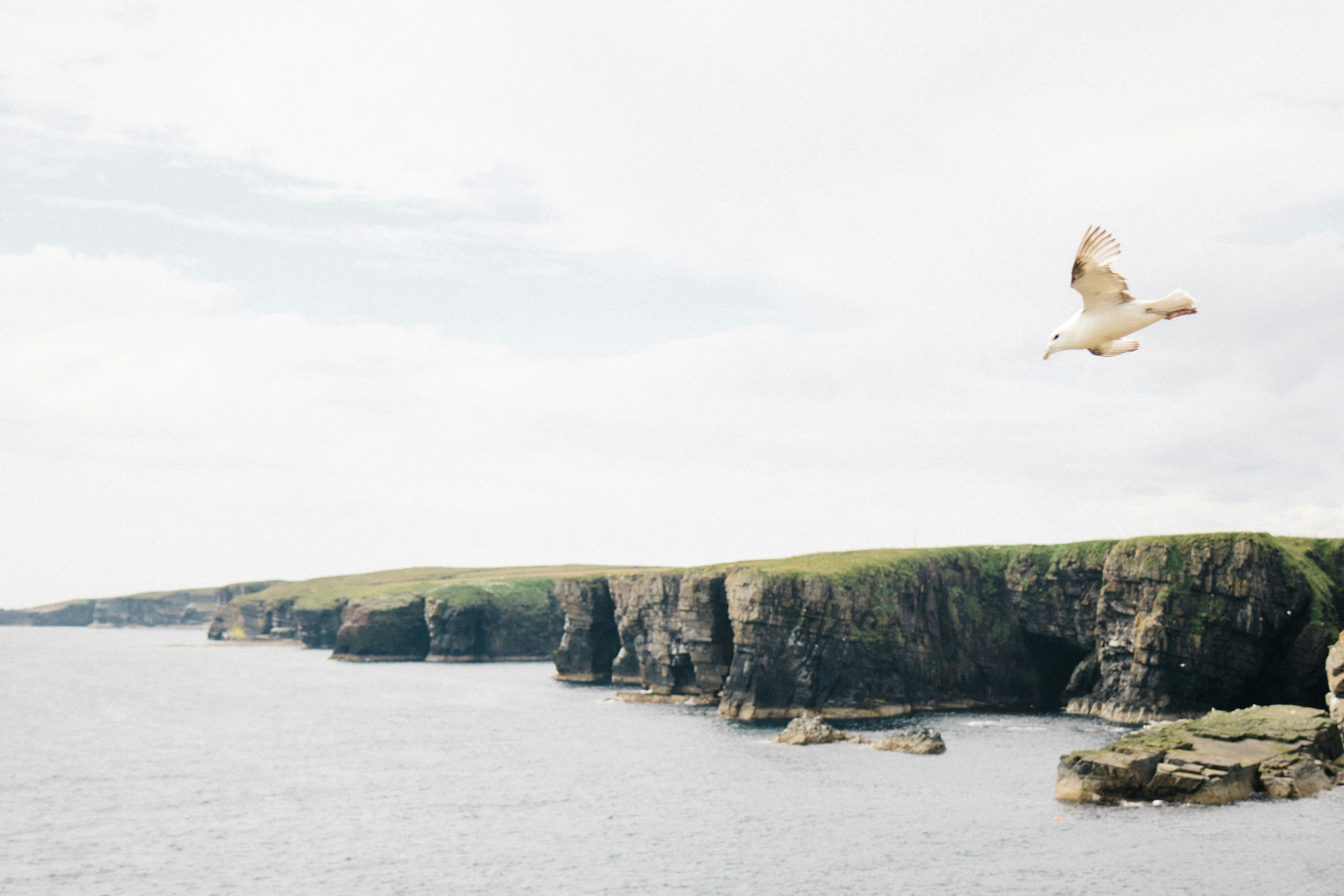 Gull flying over water photo – Free Animal Image on Unsplash