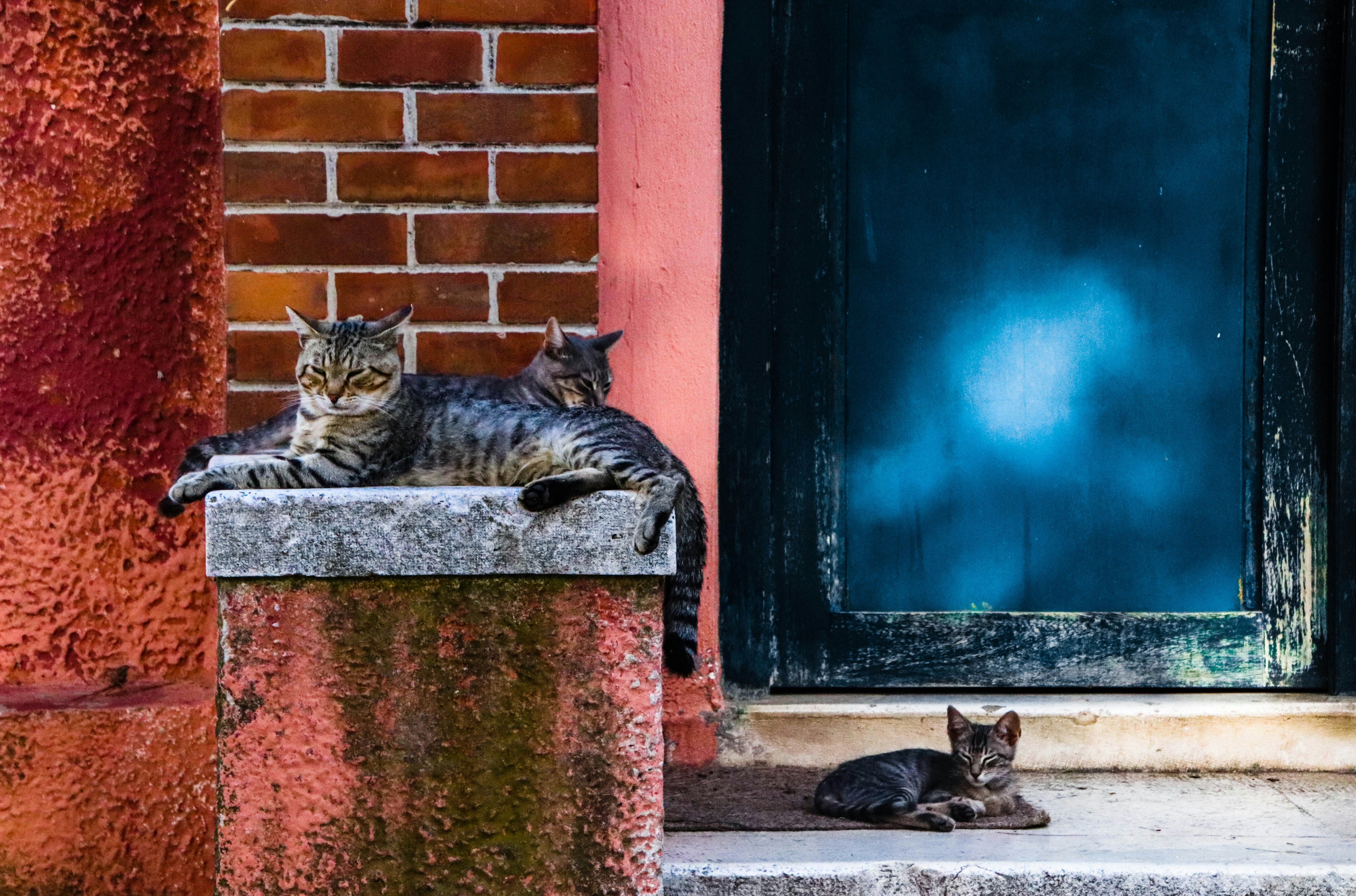 gray coated cats