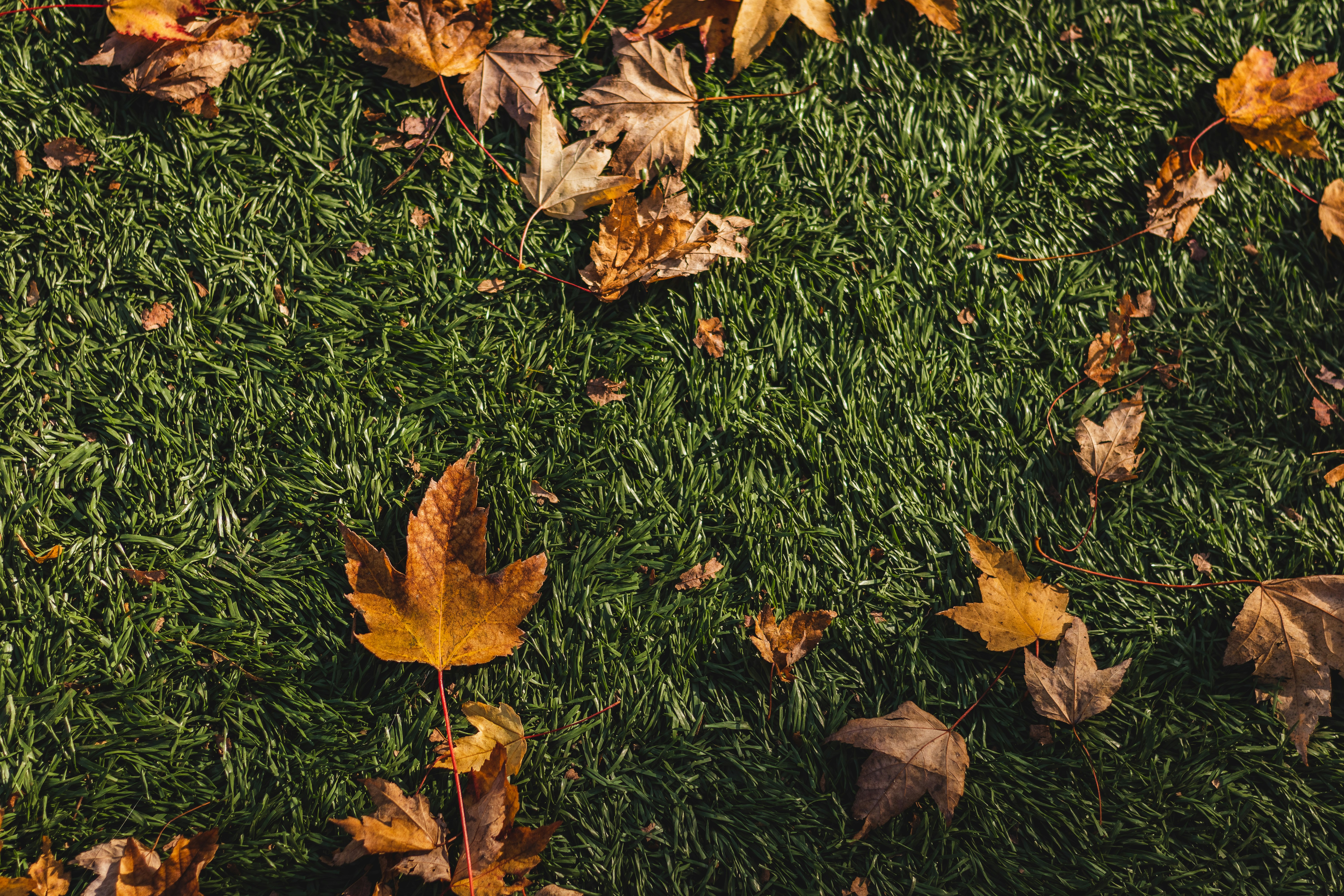 Autumn Leaf Mosaic on Velvet Grass