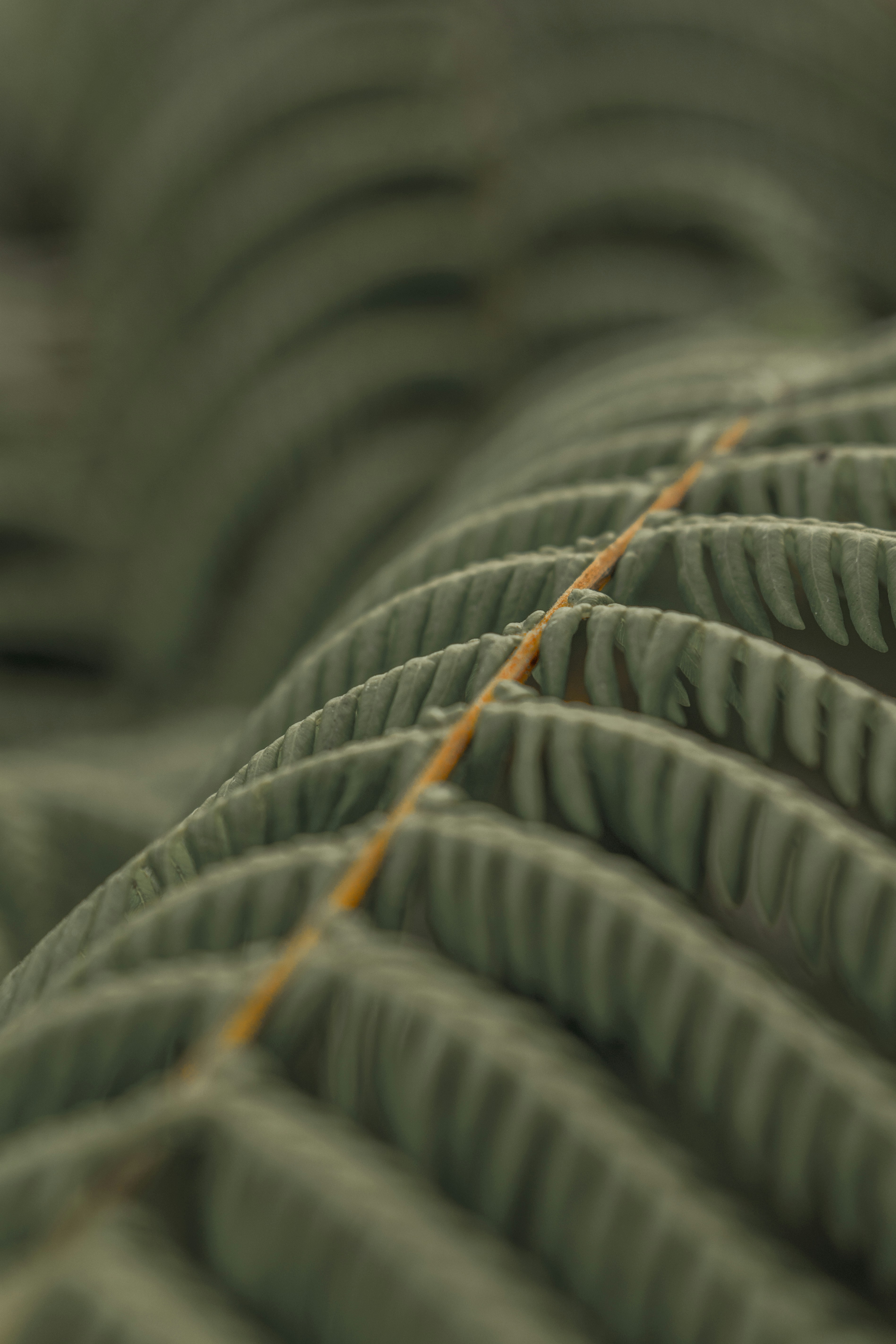 Fronds in Focus: A Slender Vein Cuts Through Verdant Texture
