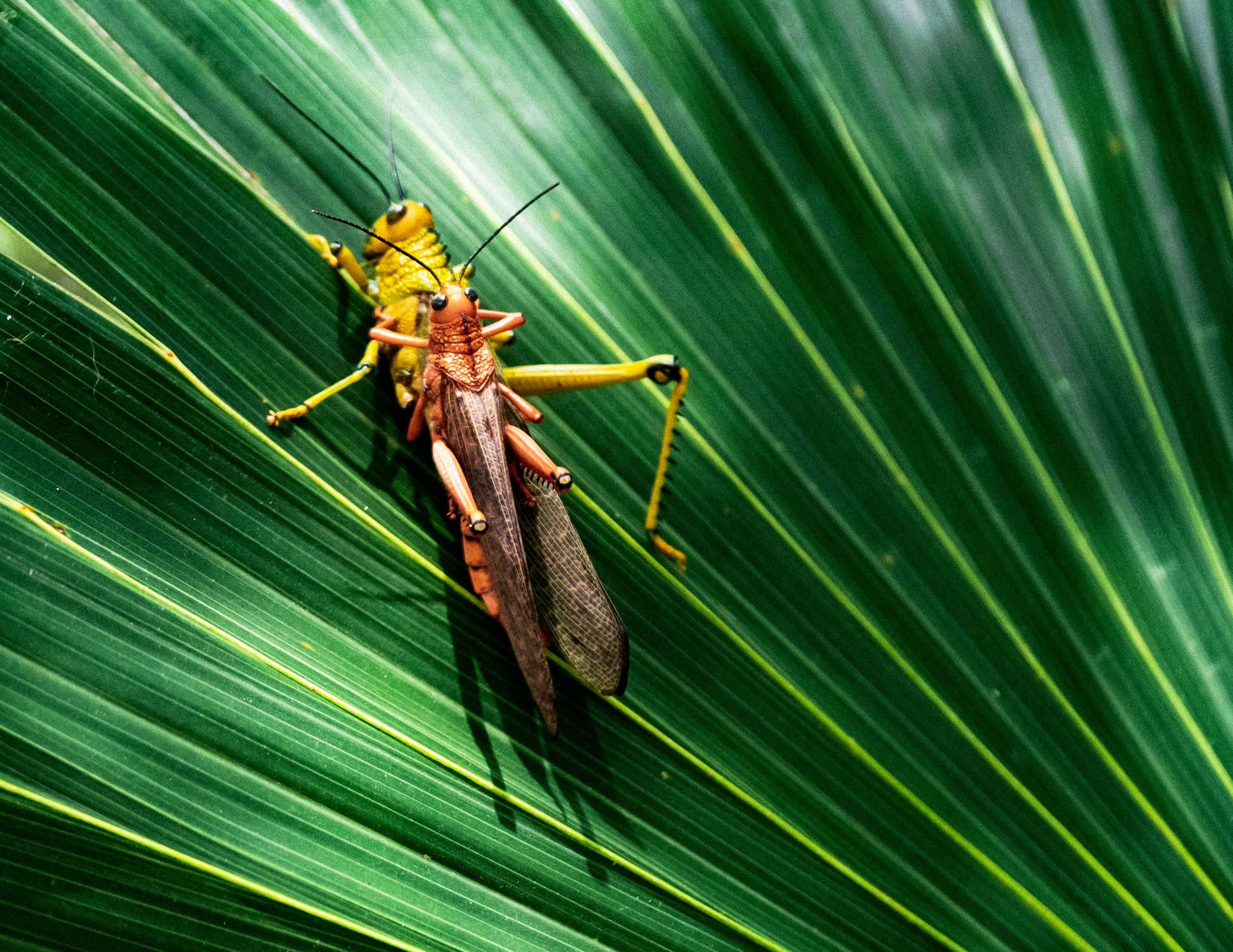 A vibrant grasshopper perched on a lush green palm leaf, showcasing its intricate details and colors against the backdrop of nature's textures.