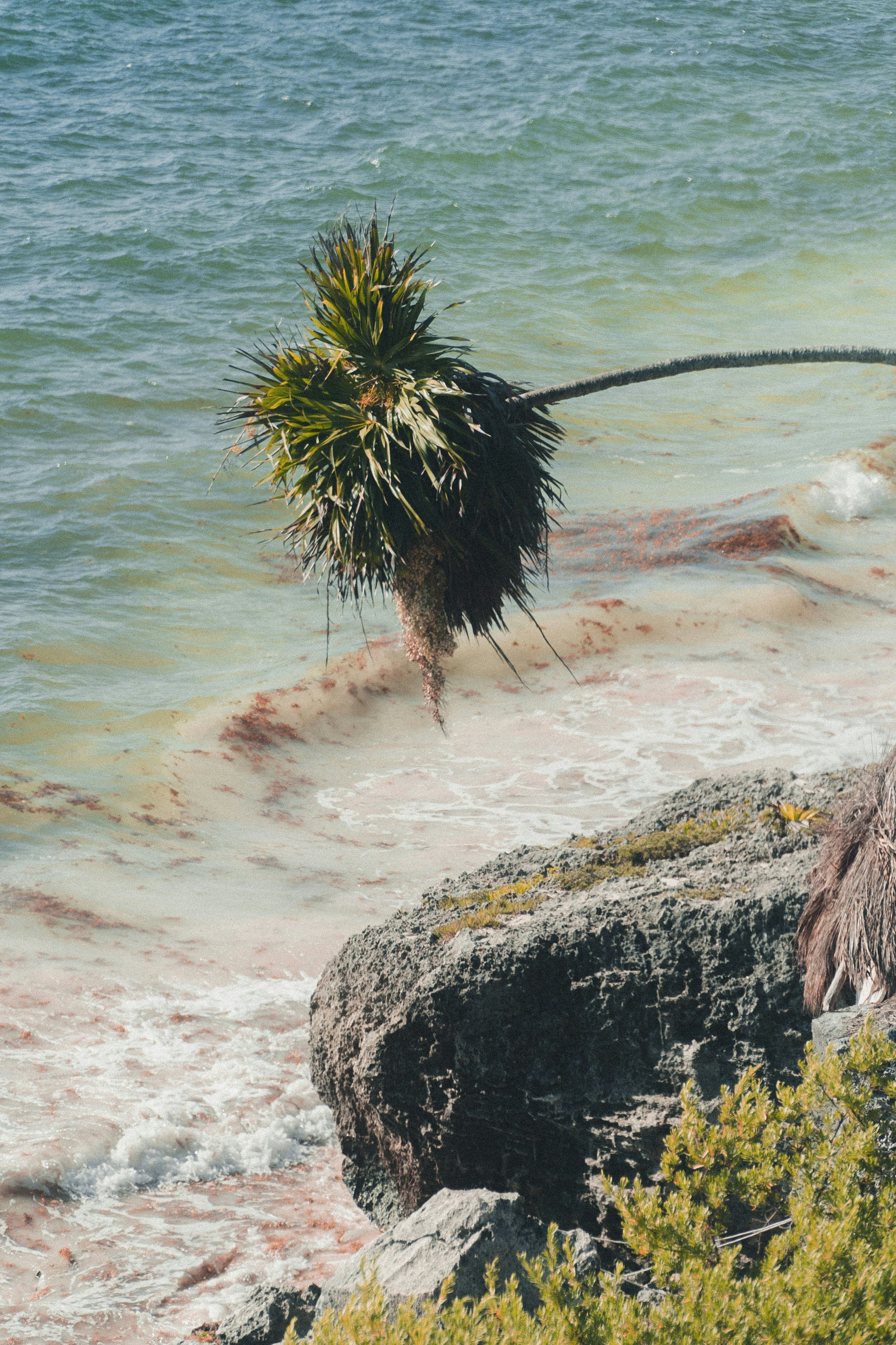 Lone palm on a weathered shoreline