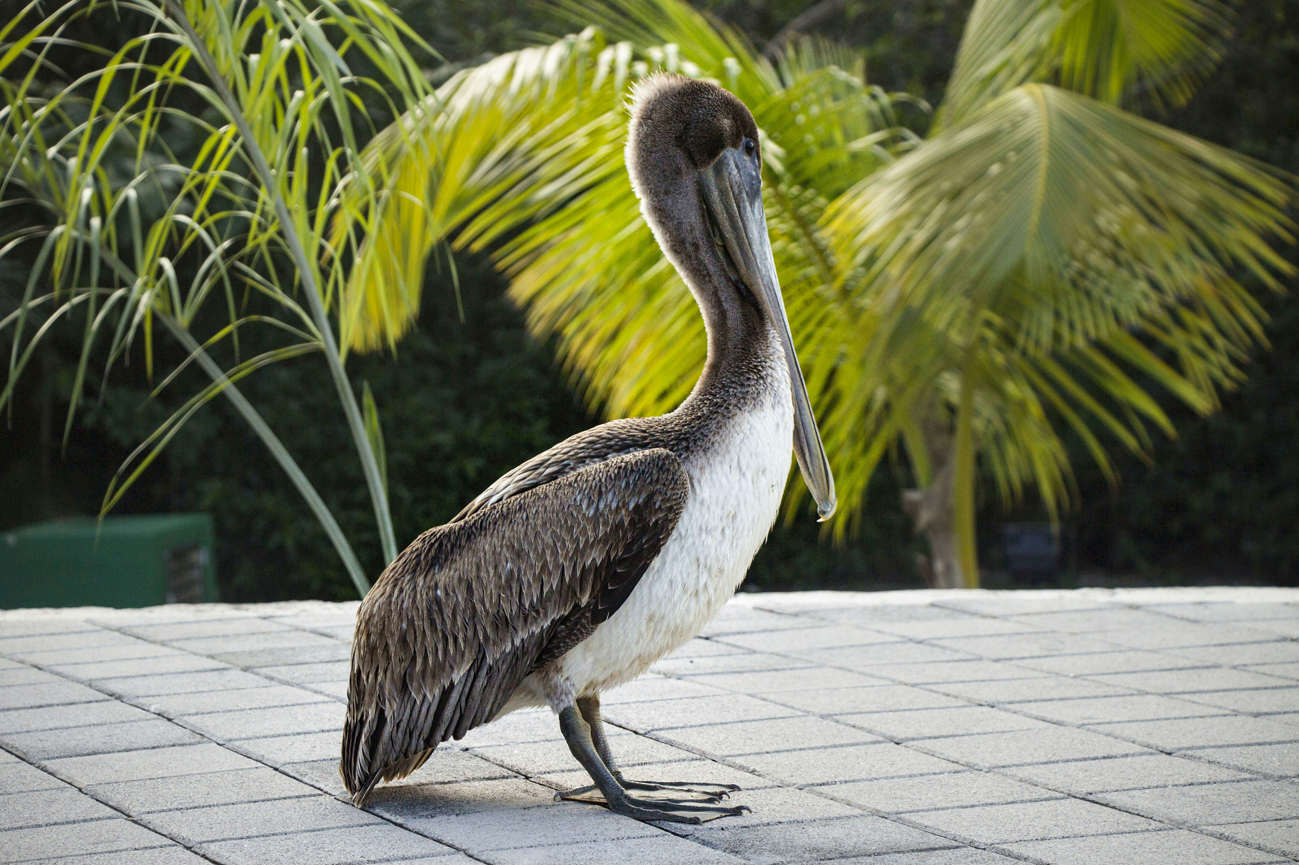 Curved Silhouette: A Pelican Posture on Sunlit Tiles