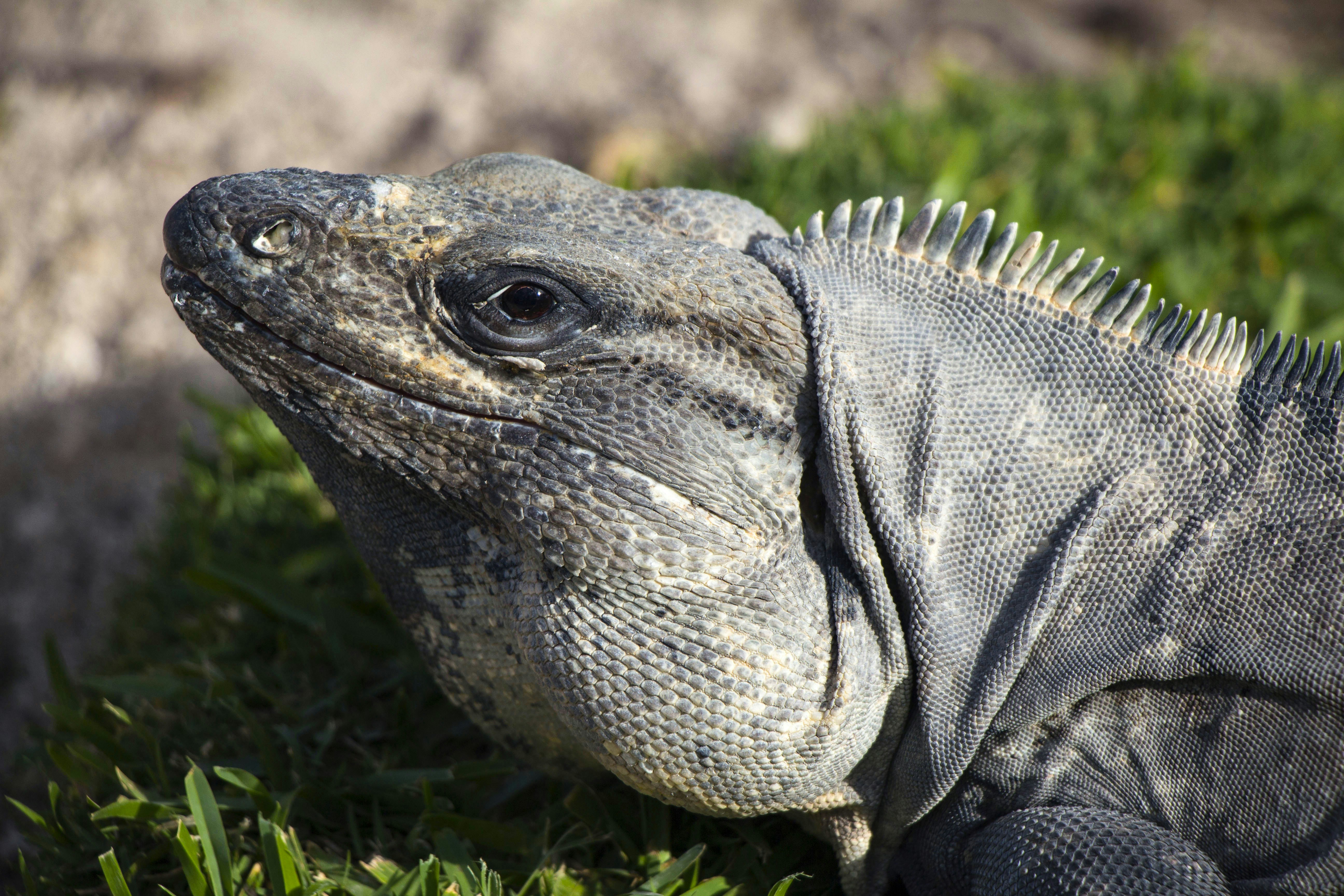 Stone-Scaled Sentinel: Close-Up of a Grass-Basking Iguana