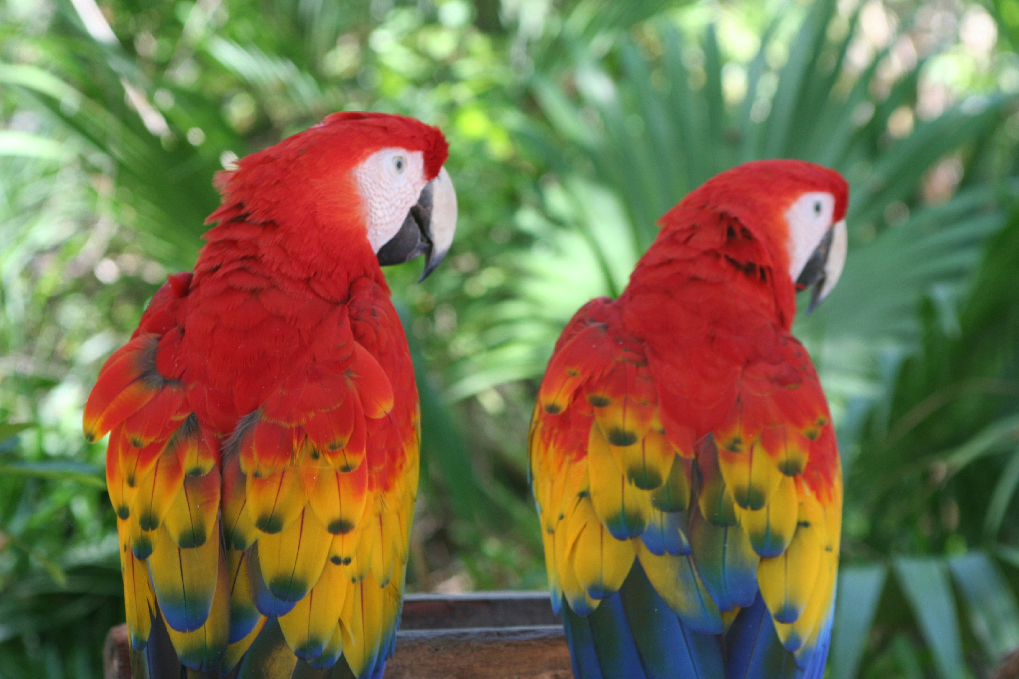Two red-yellow-blue maccaws photo – Free Mexico Image on Unsplash