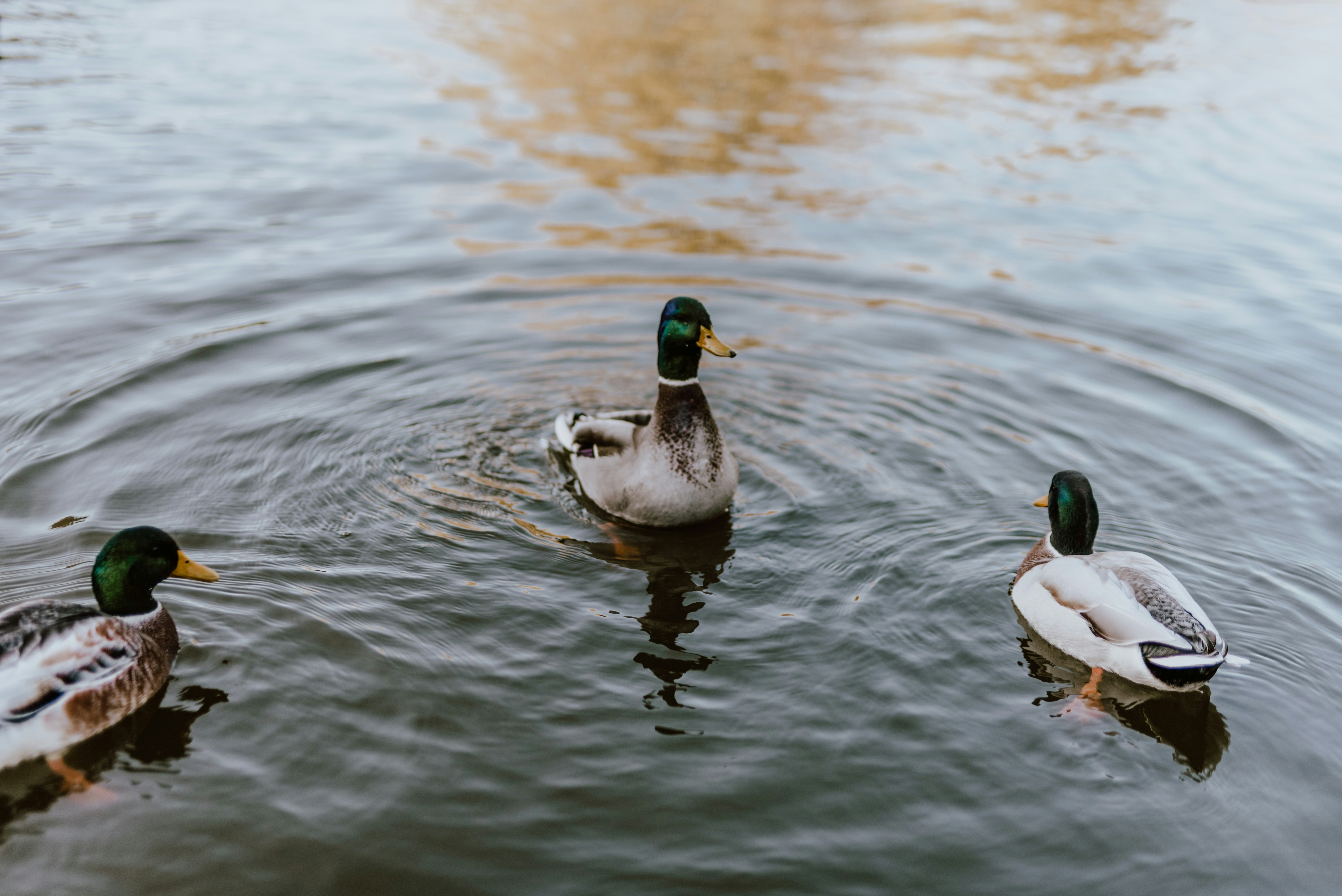 Duck In Water Pictures | Download Free Images on Unsplash