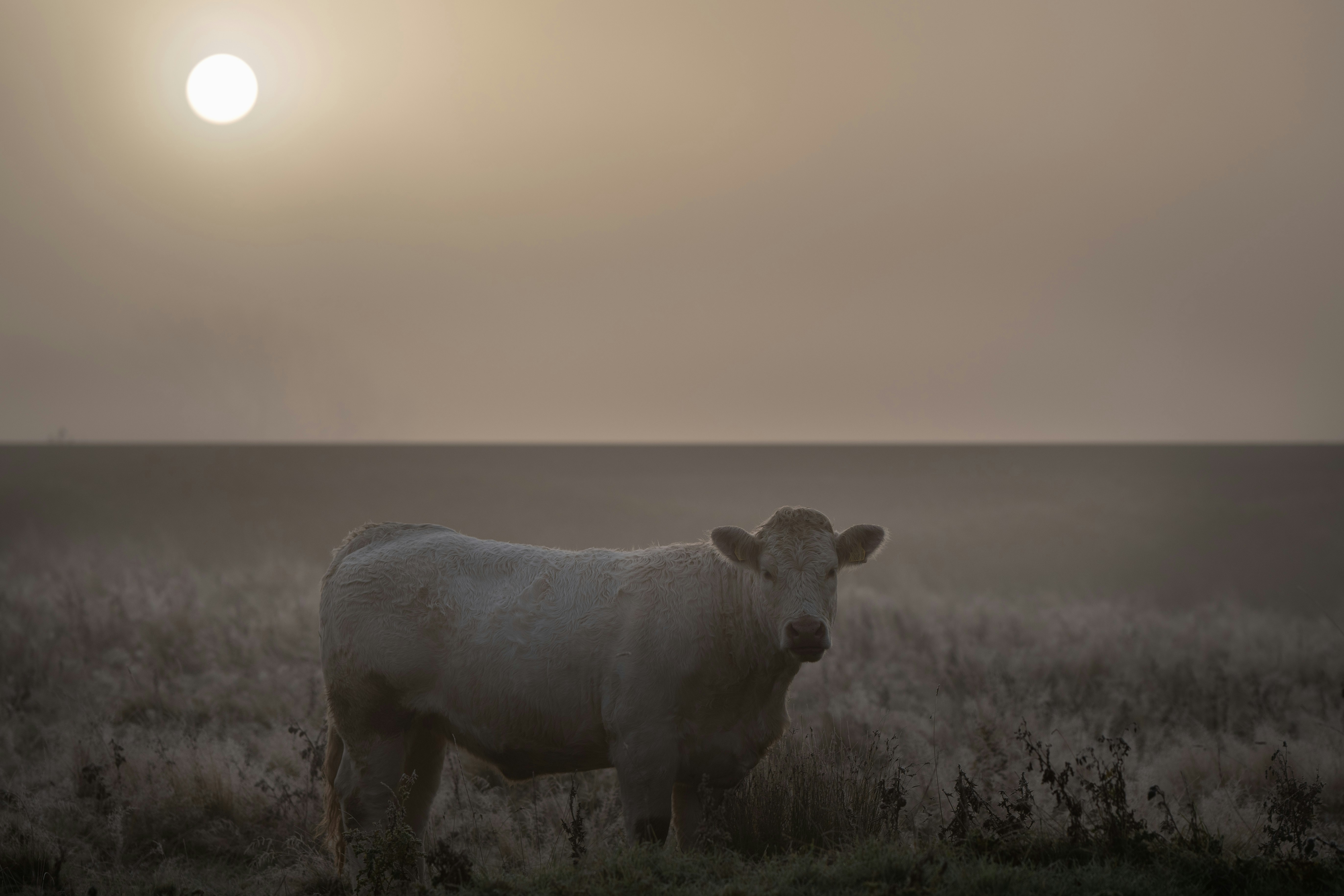 Solitary Sheep in a Mist-Washed Dawn Field