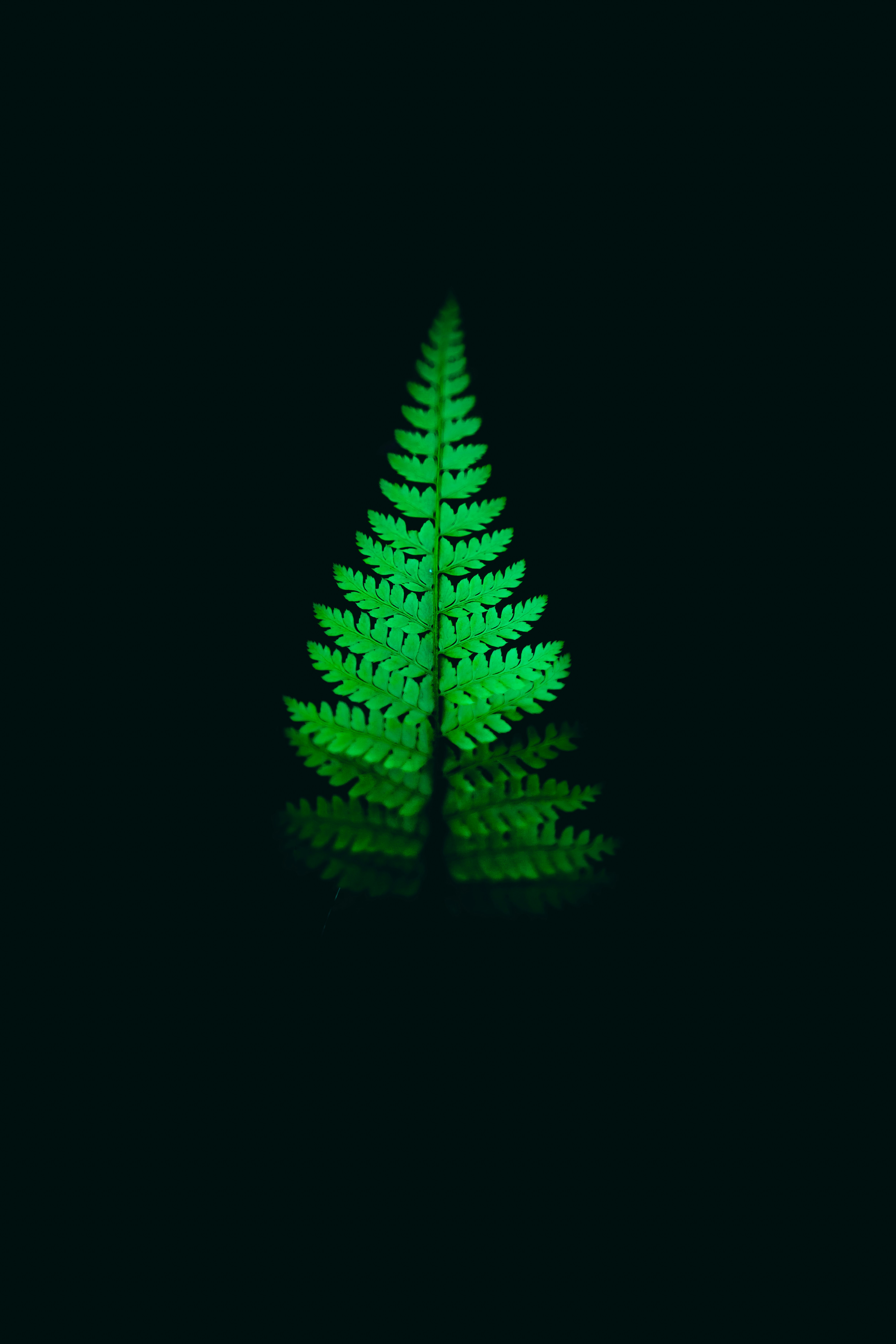 A vibrant green fern stands tall against a dark backdrop, its intricate fronds reflecting softly below. The contrast highlights the fern's delicate structure.