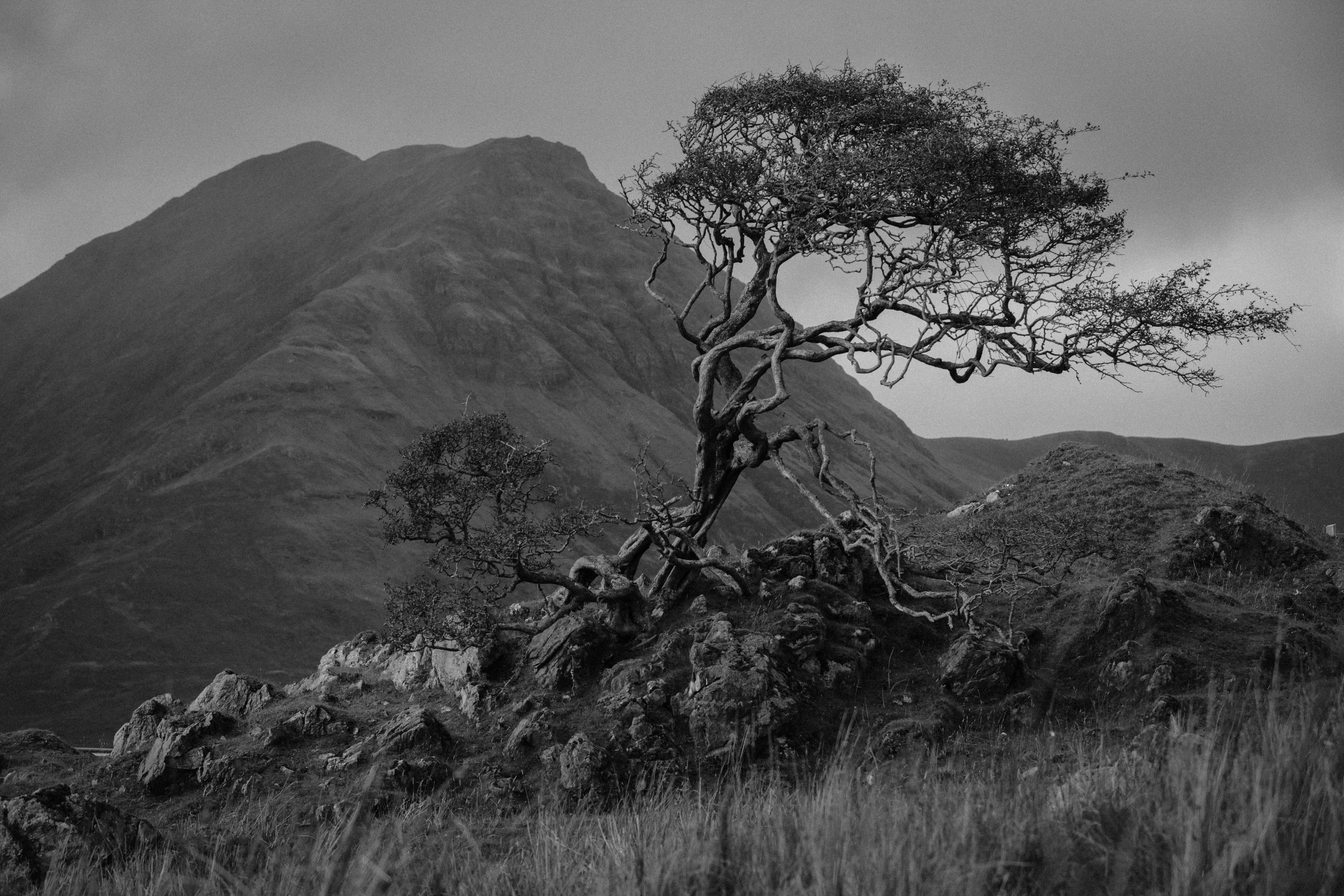 Gnarled Sentinel on the Moor: Lone Tree Defying Highland Winds