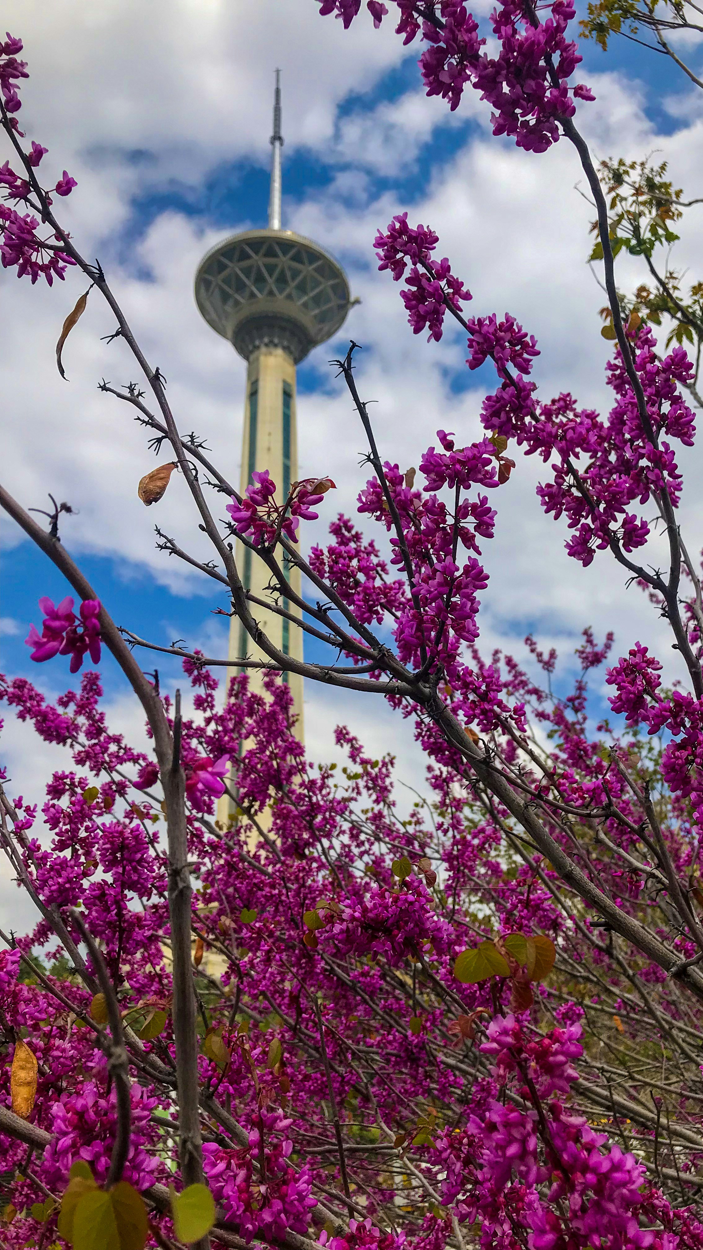 Floral Framing of Urban Heights