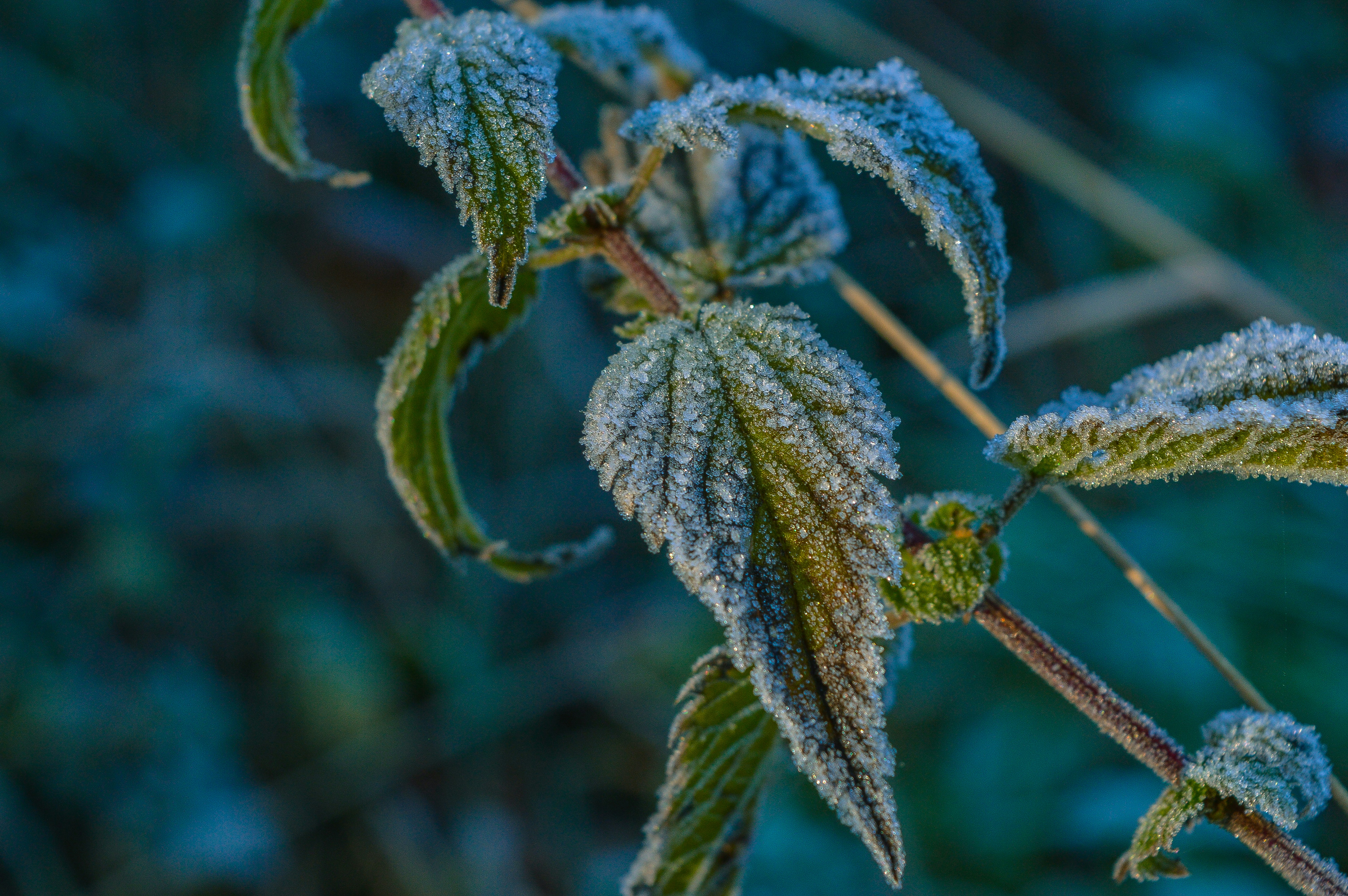 Frost-kissed Leaf Veins: Close-up of Morning Chill