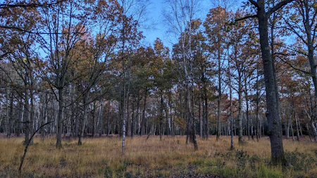 Autumn Quiet: Pines in a Sunlit Clearing