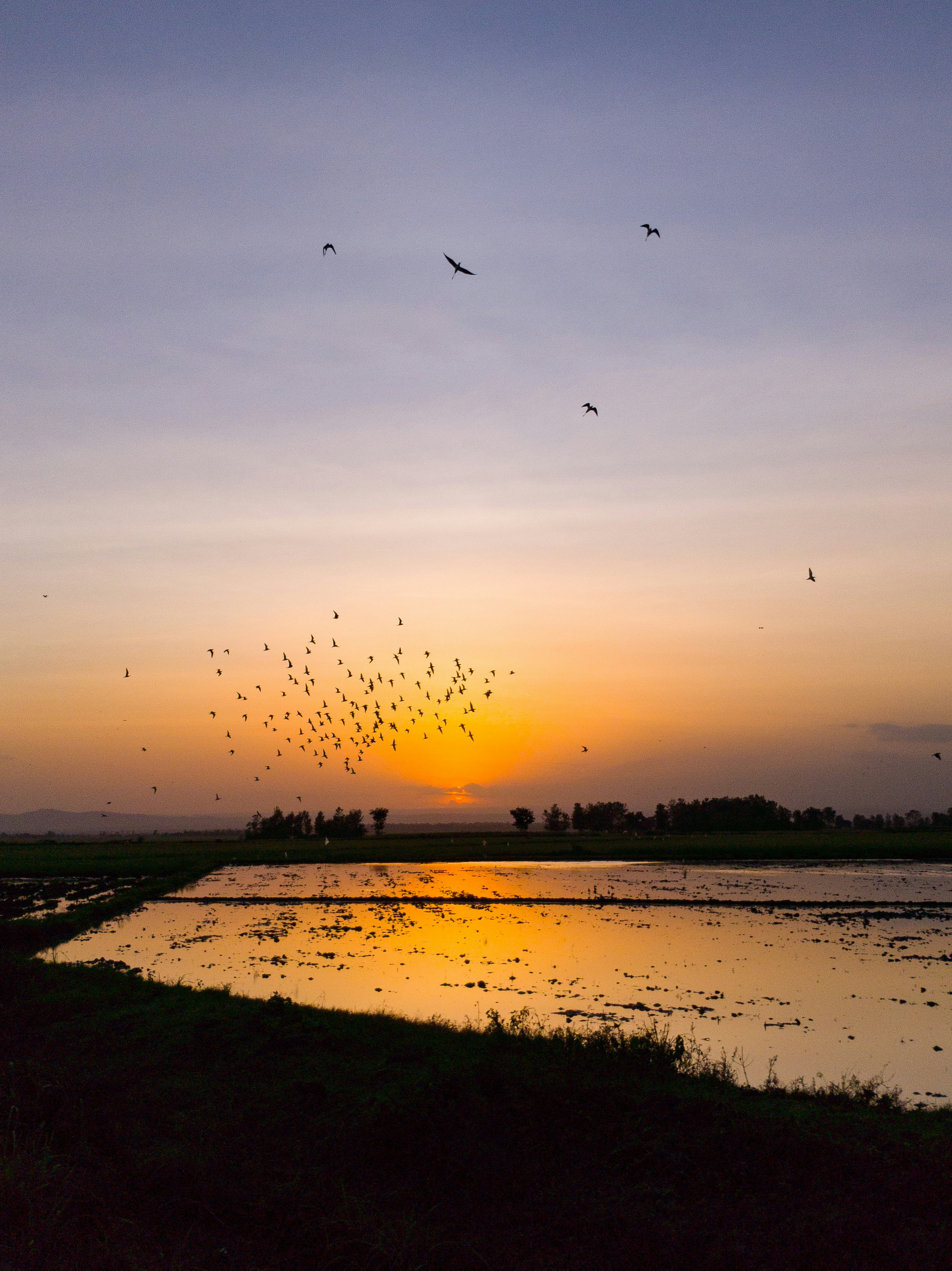 A flock of birds takes flight against a vibrant sunset, casting reflections on a tranquil water surface.