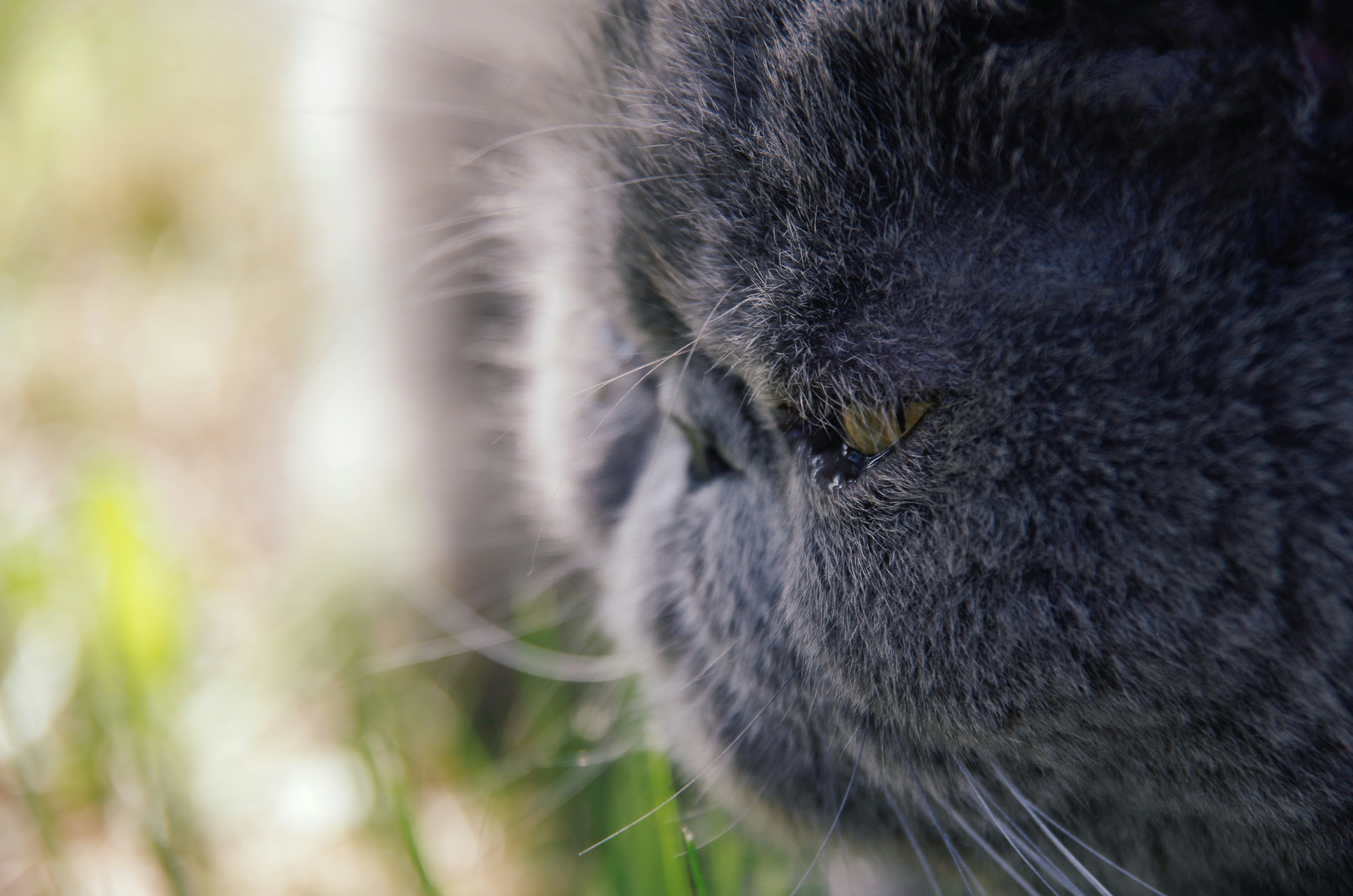 Close-Up Whiskers: A Quiet Portrait of a Cat in Morning Light