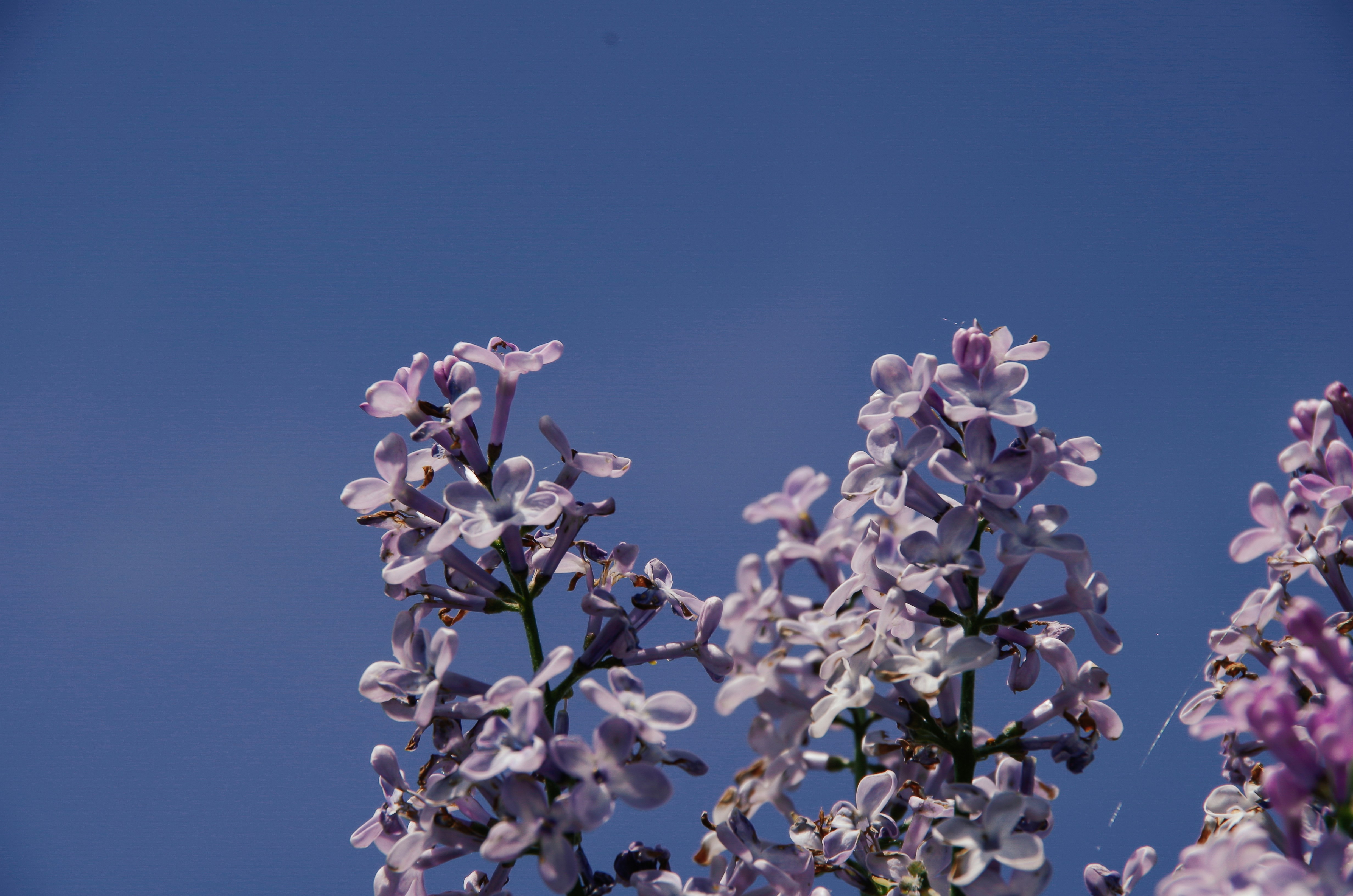 Lilac Spires Reach Toward a Velvet Blue Sky