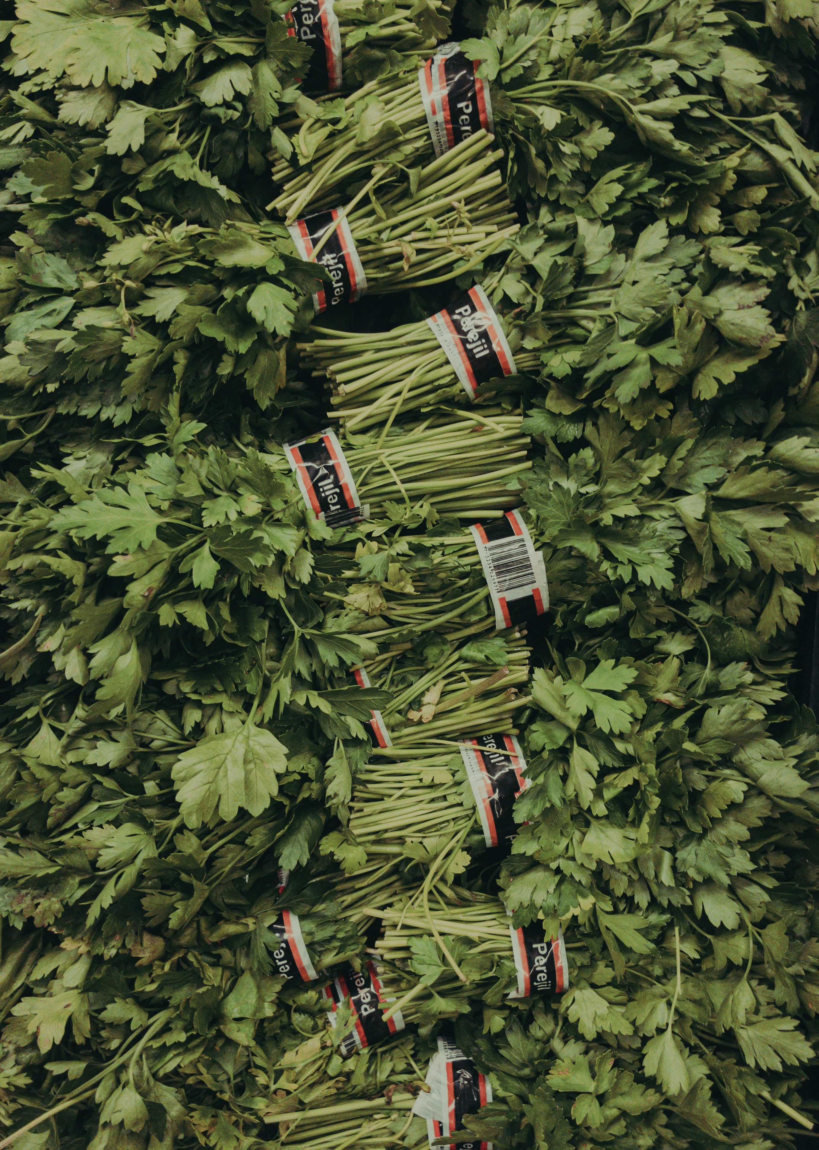 Vertical bouquet: parsley greens stacked with brand-tied stems