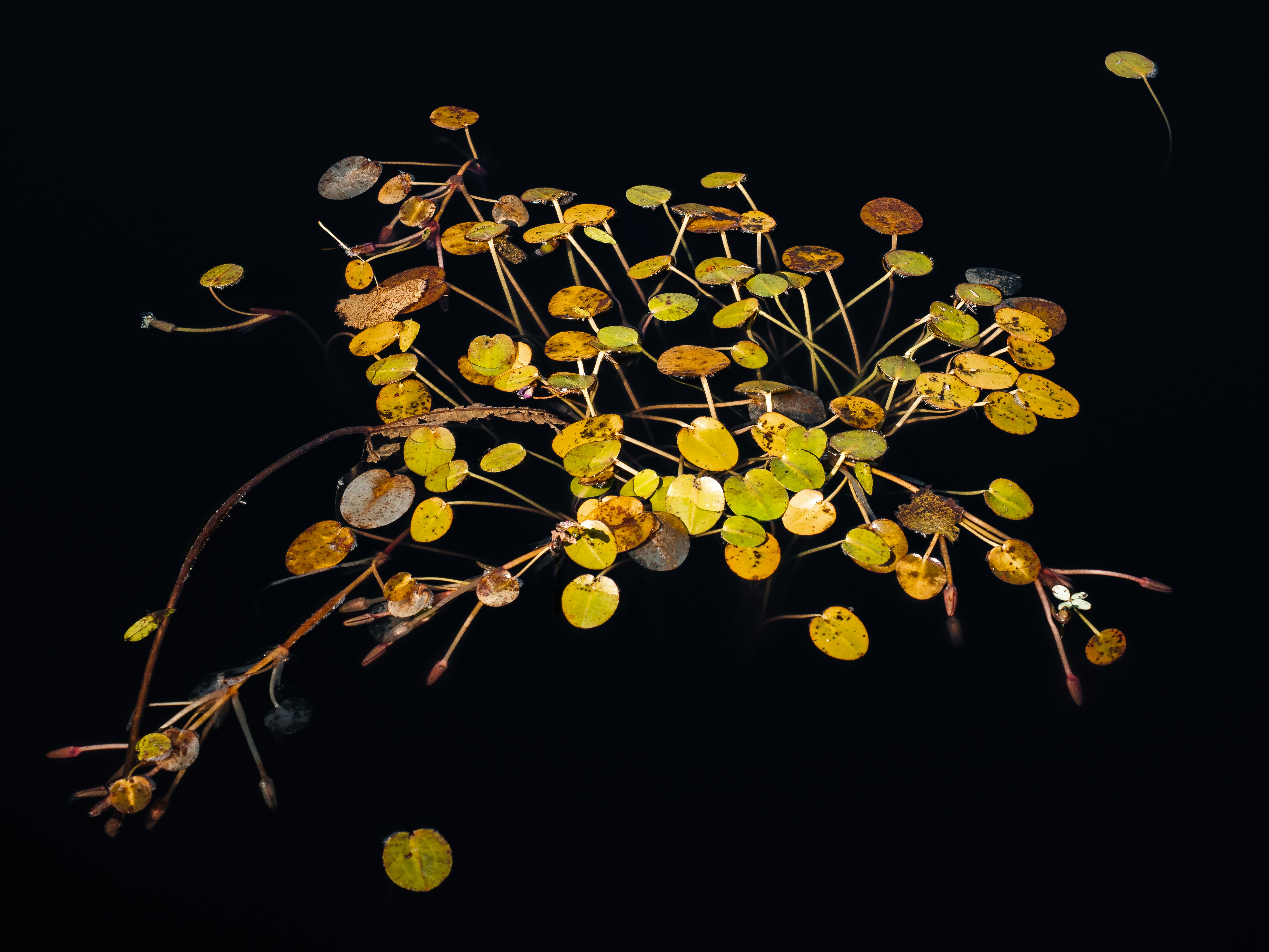Beaded Autumn on a Midnight Branch