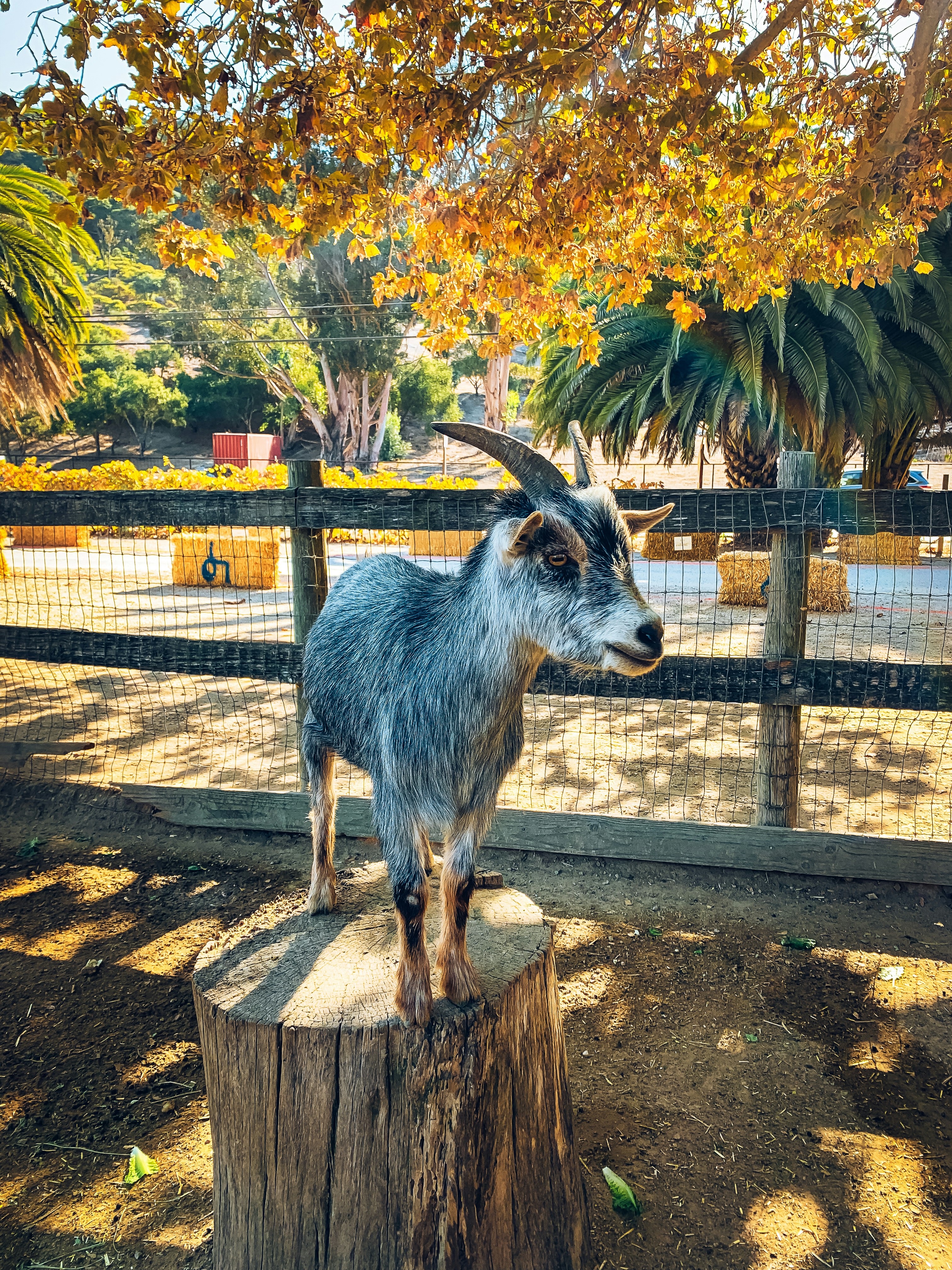 Amber Canopy, Steady Gaze: A Goat on a Sunlit Stump
