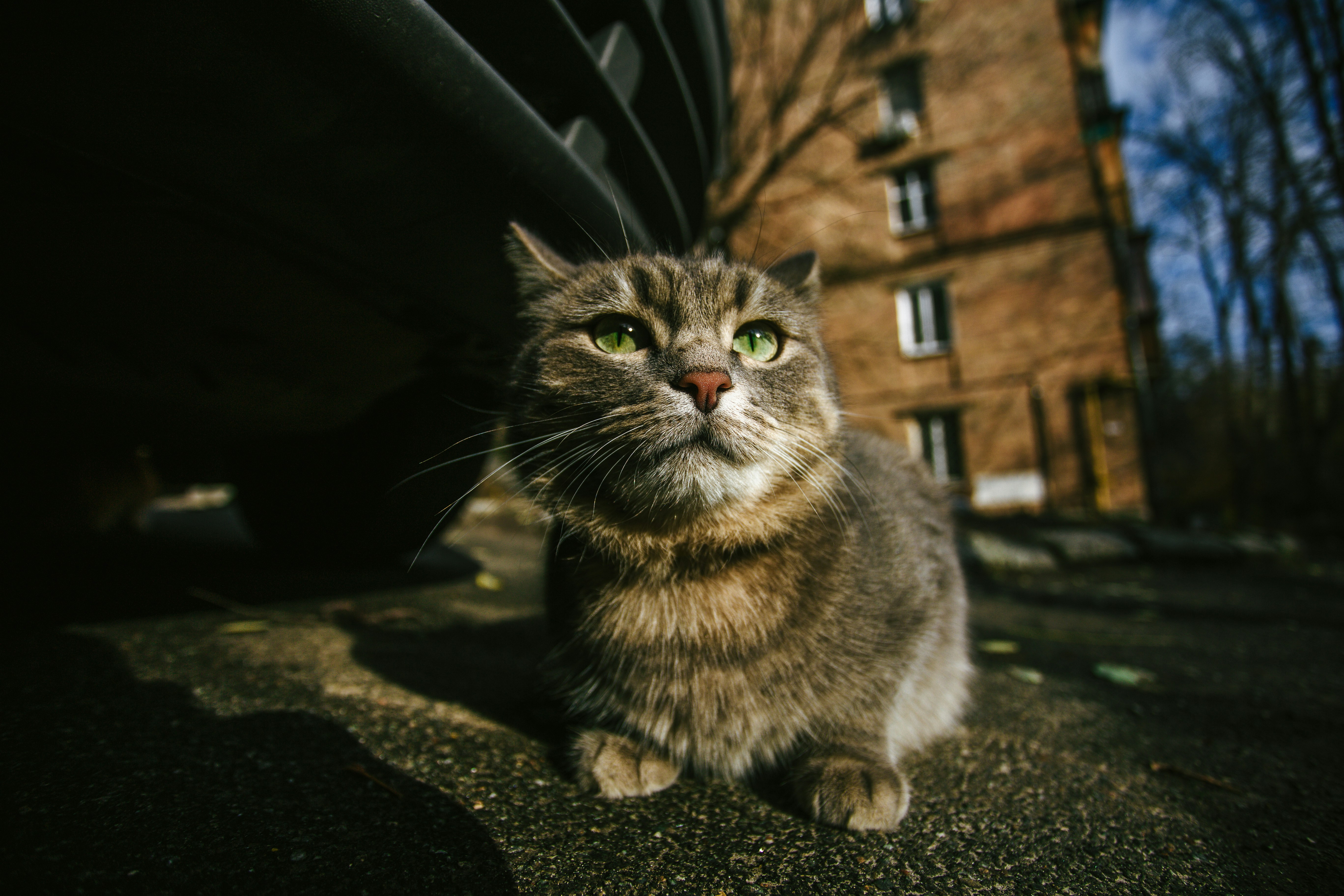 Low-angle gaze from beneath chrome shadows: urban cat with emerald eyes