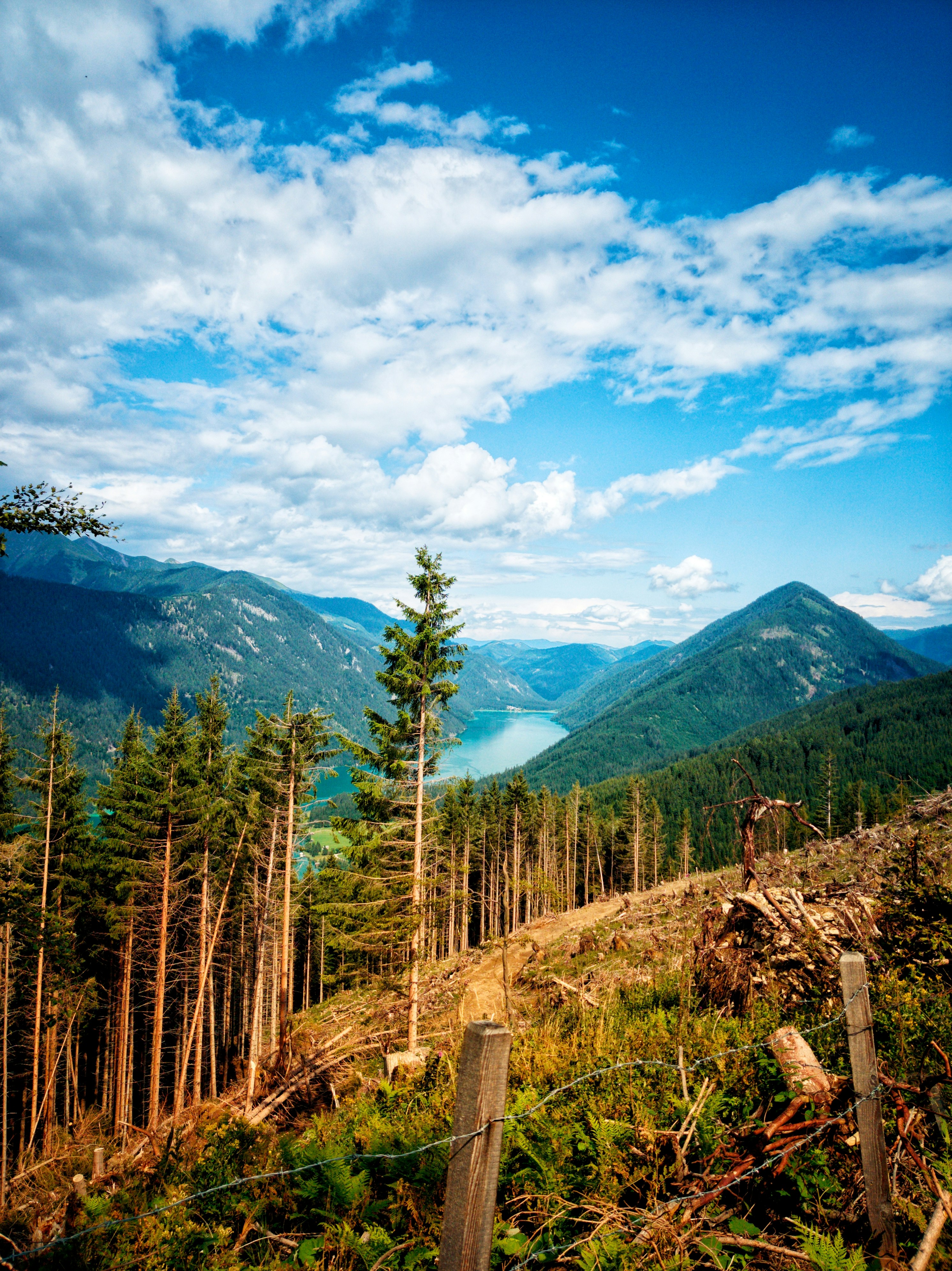 Green pine tree lot photo – Free Weissensee Image on Unsplash