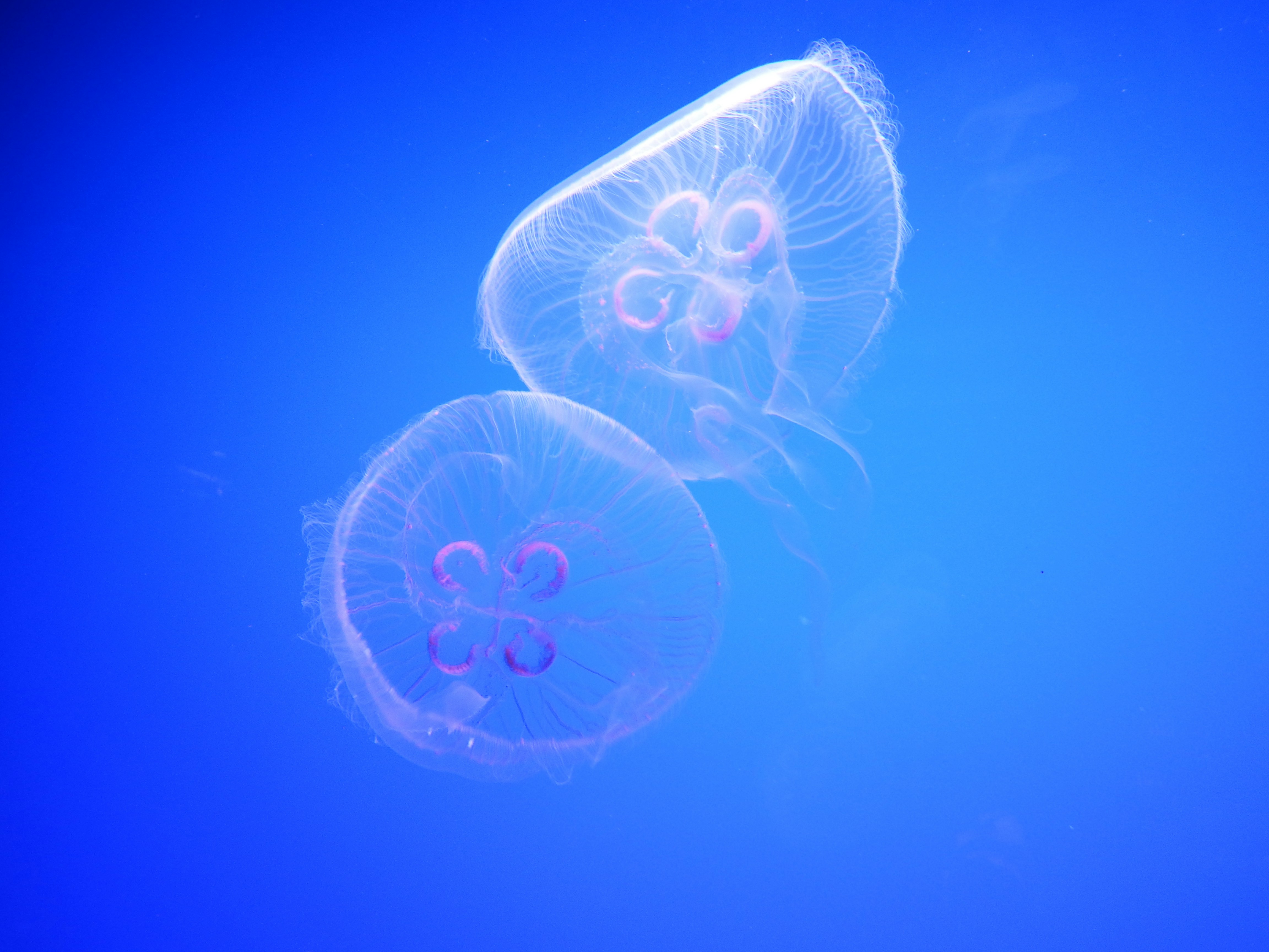 Two translucent jellyfish drift through a deep blue sea, their bell structures glowing softly with pink accents.