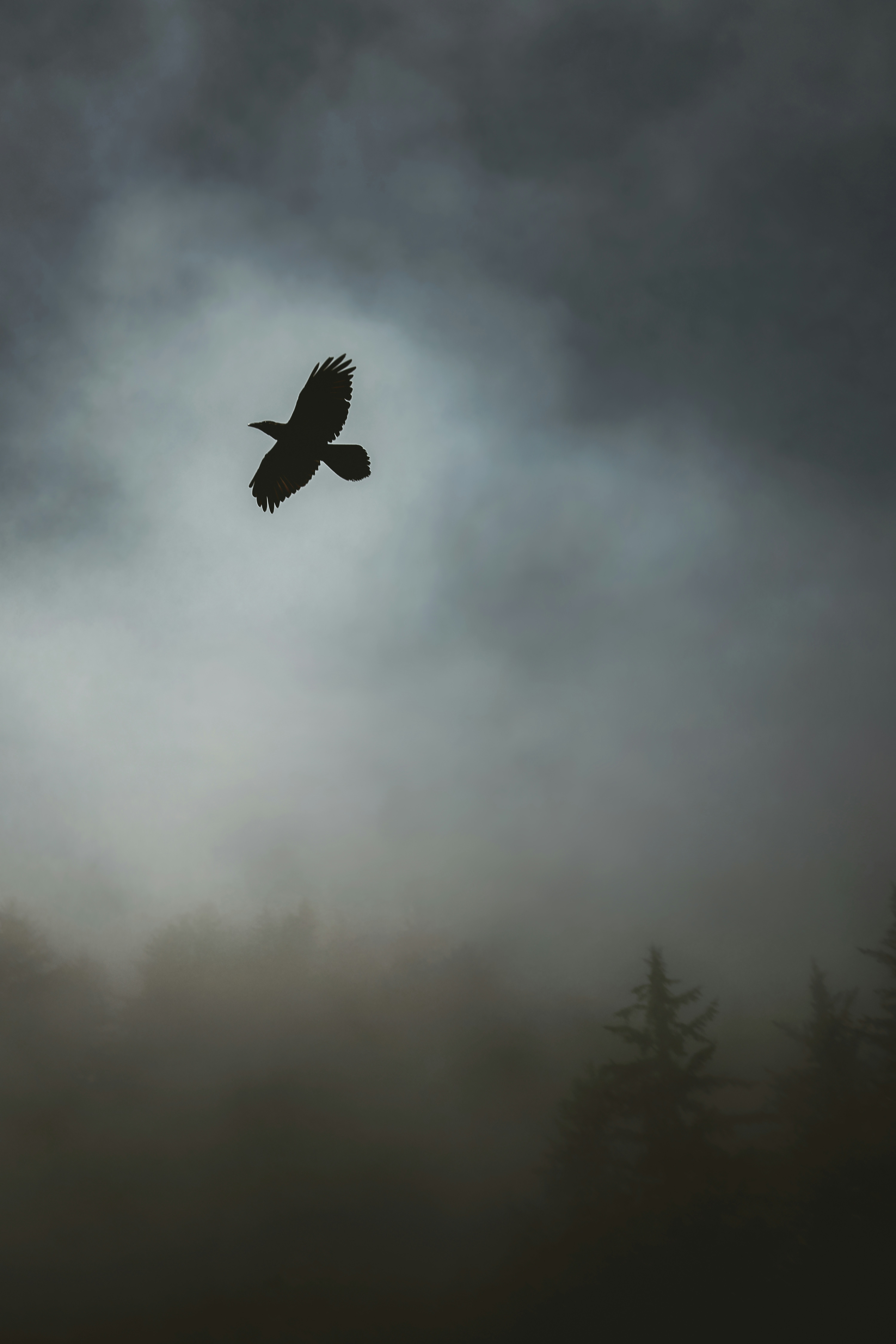 A solitary bird soars through a fog-laden sky, silhouetted against a backdrop of shadowy trees. The atmosphere conveys a sense of mystery and solitude.
